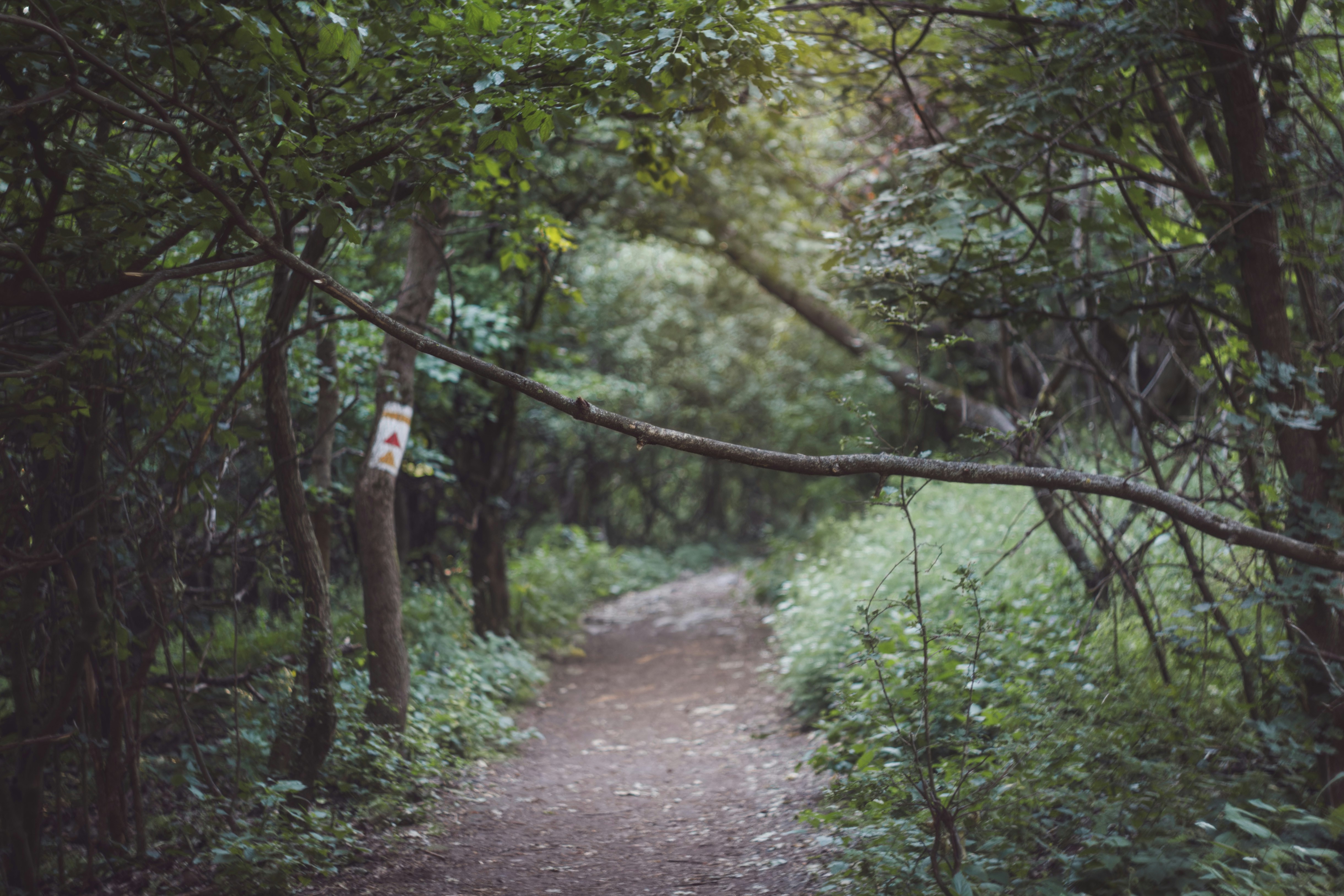 Forest Path Framing: A Quiet Walk Itself