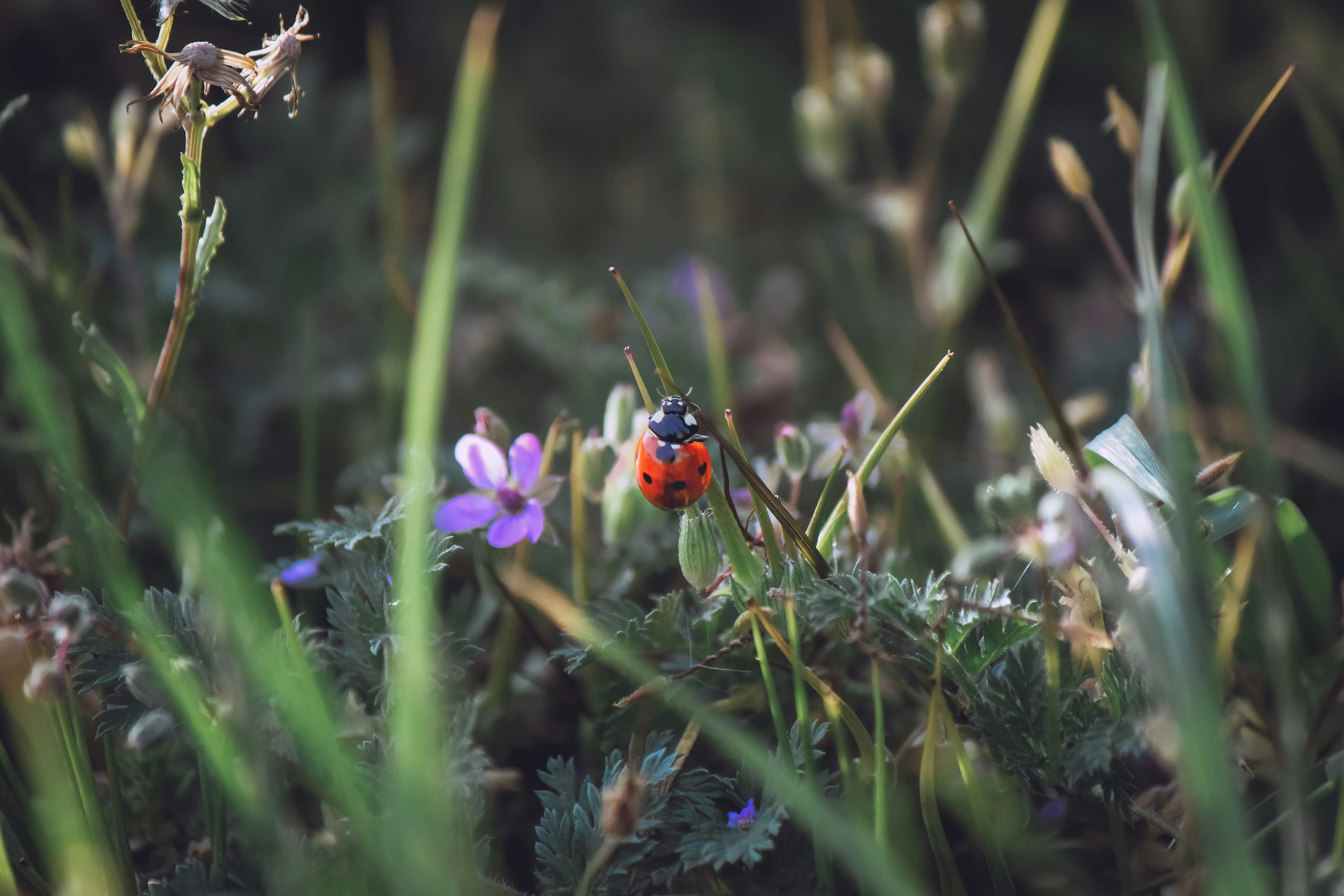Emerald Meadow Sentinel: A Ladybug Among Violet and Fern
