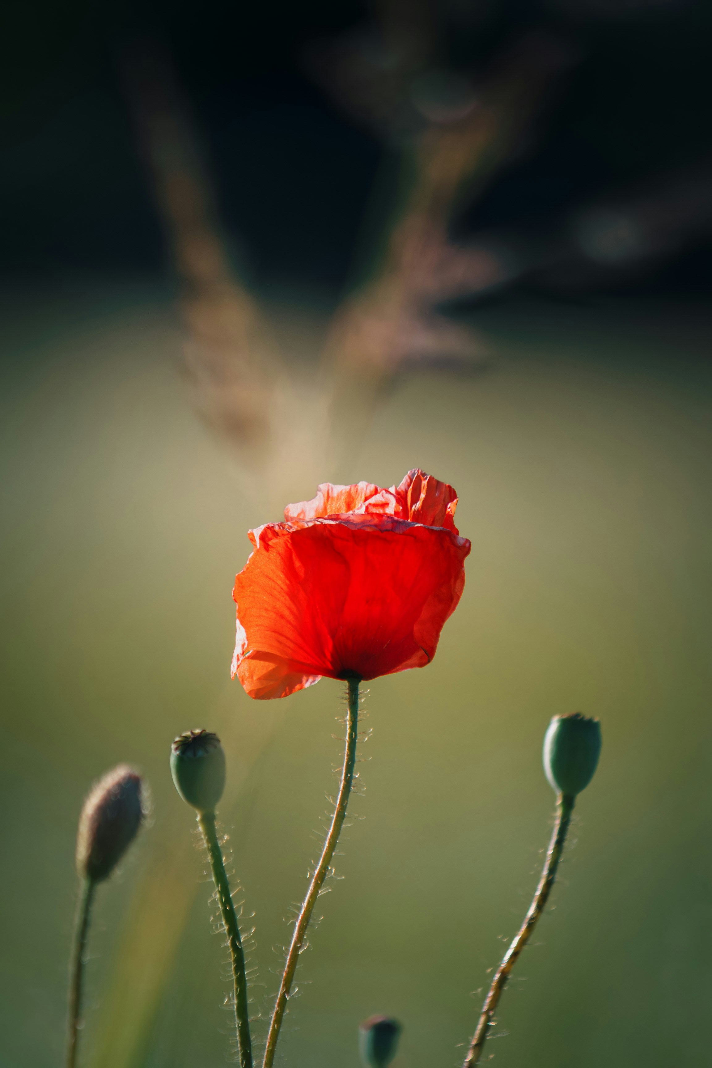 Red Poppy Rising from a Soft Field