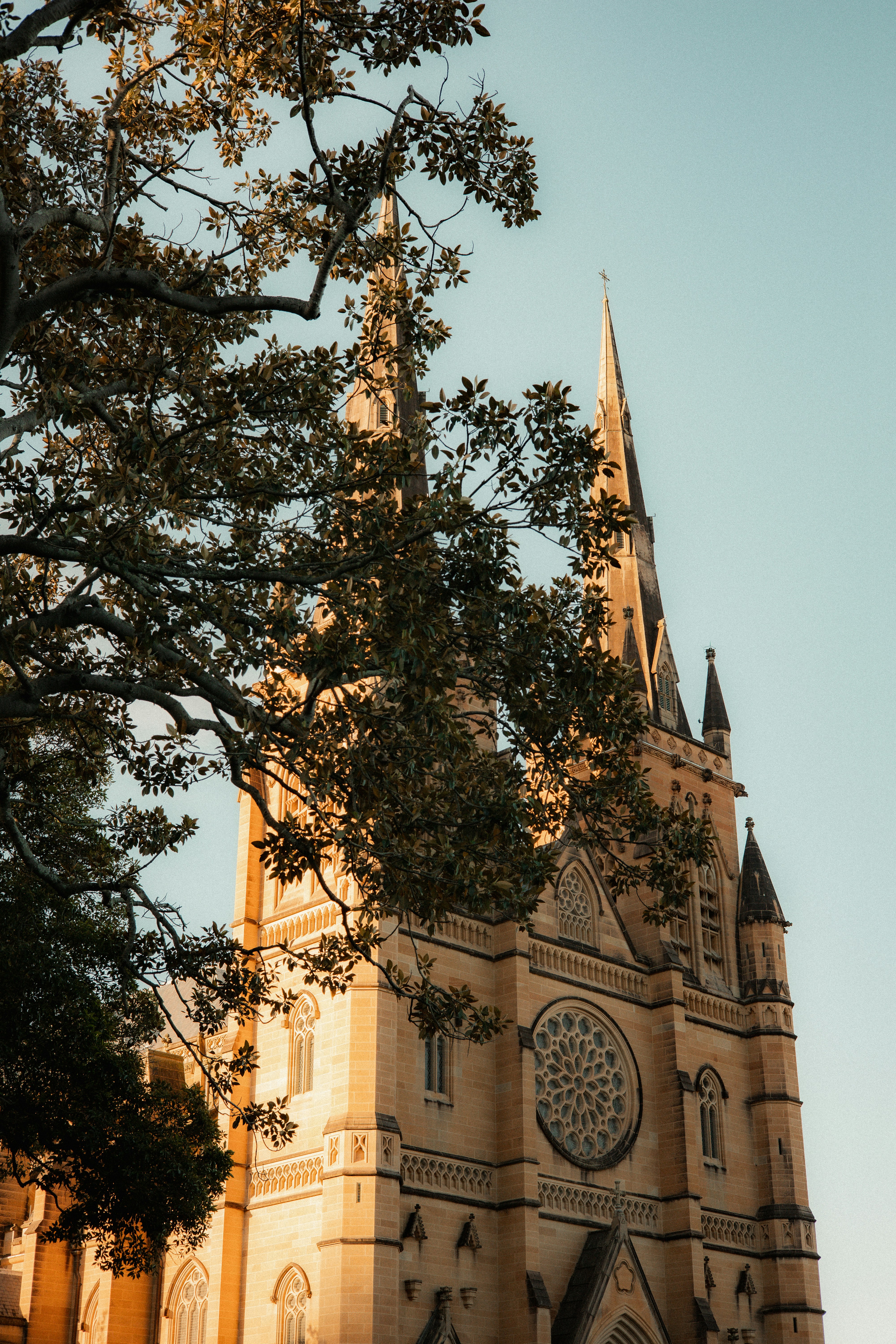 Cathedral Spires Peeking Through a Tangle of Leaves at Dusk