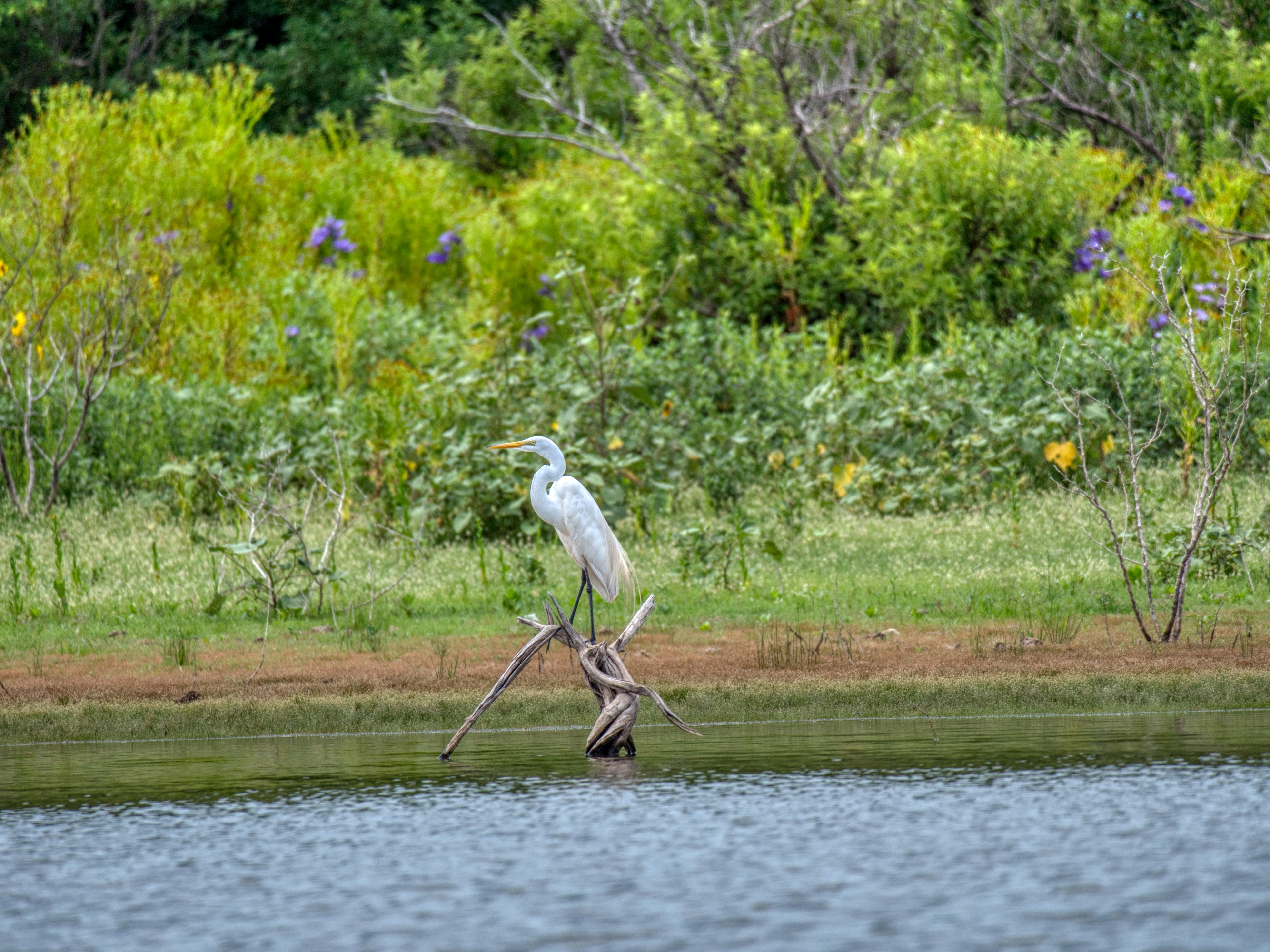 Heron on a Driftwood Spire: Quiet Moment by the Water