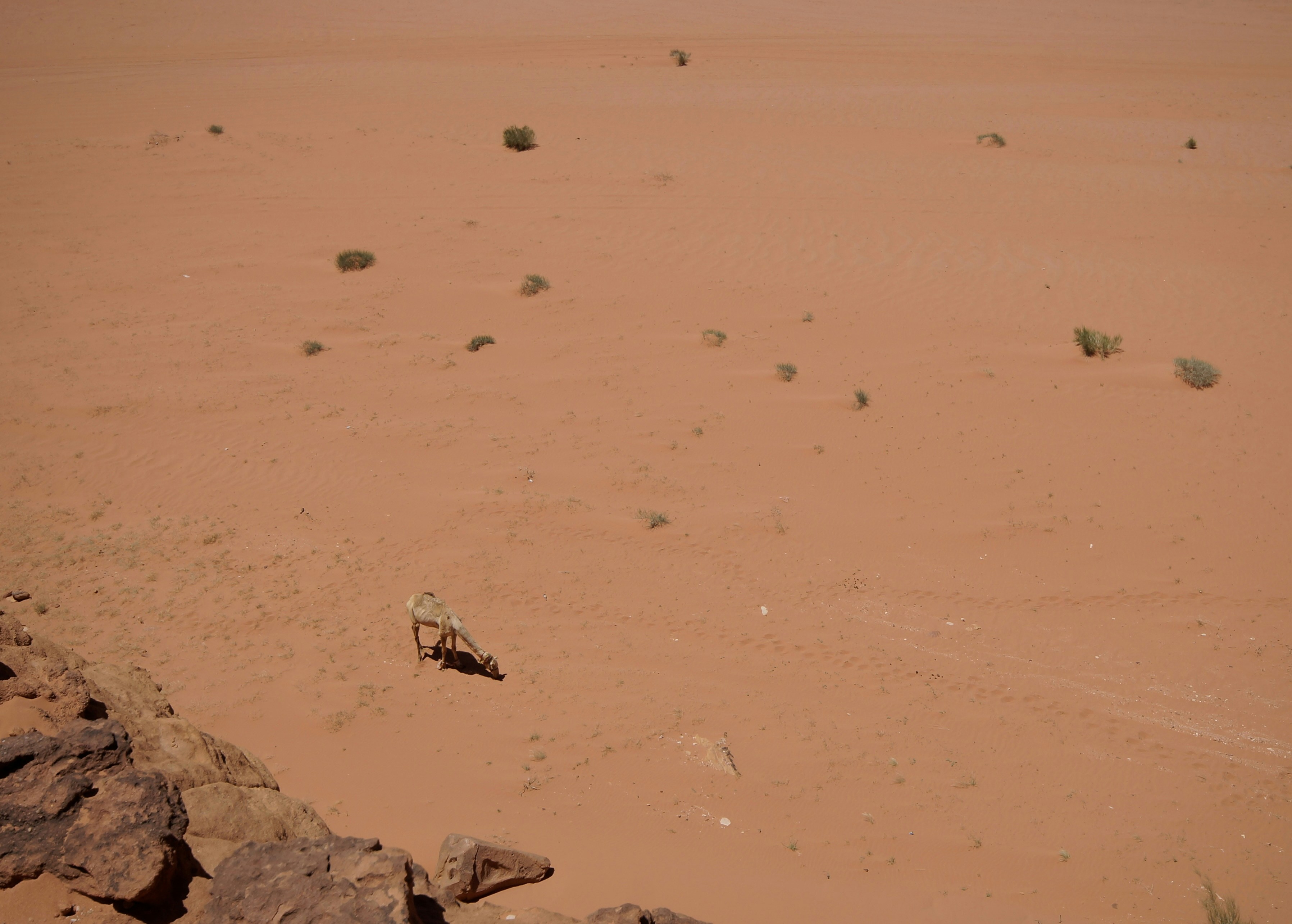 Quiet Dune Verge: A Lone Scorpion in Desert Haze
