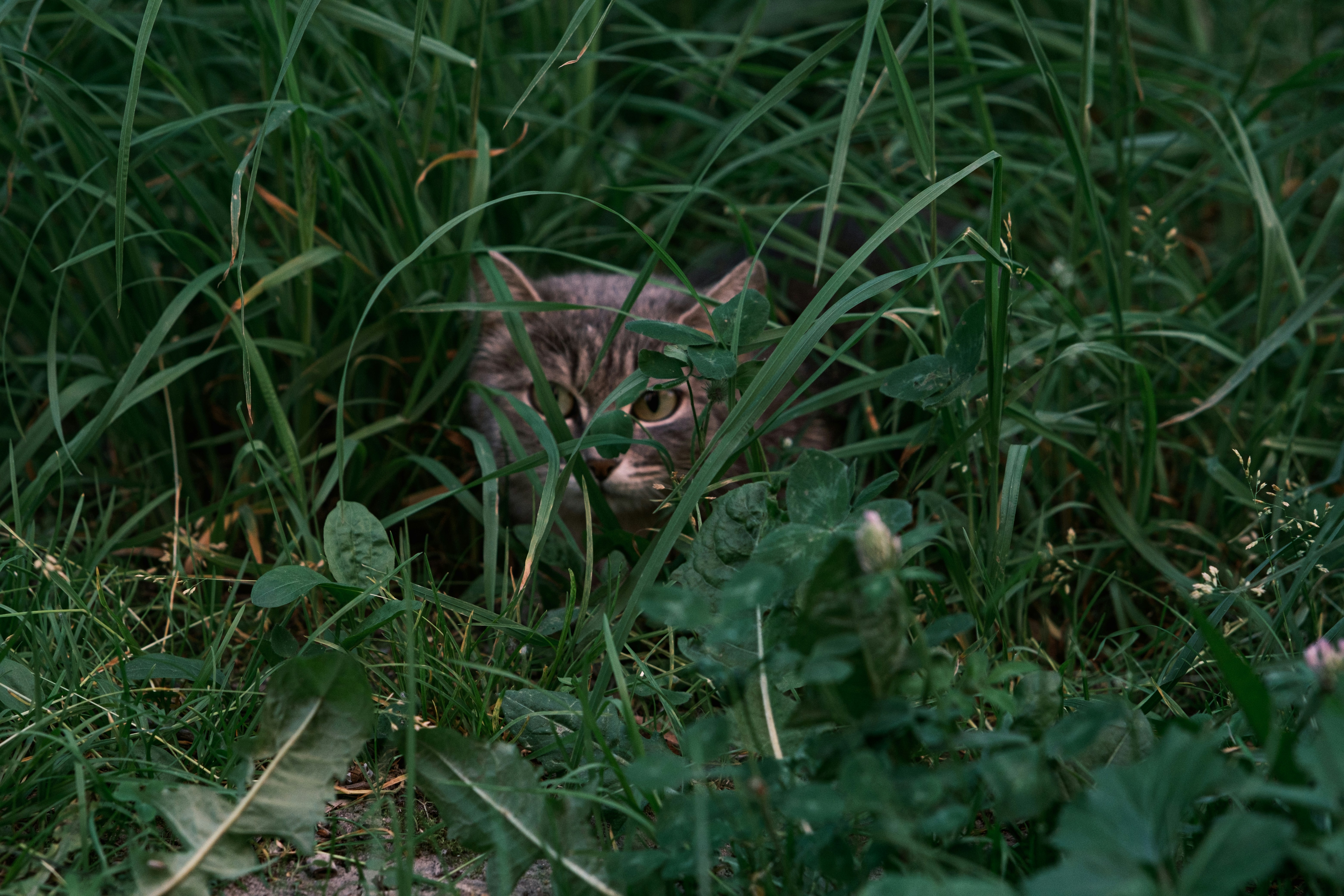 Hidden Feline in the Grass: A Glimpse Through Verdant Veils