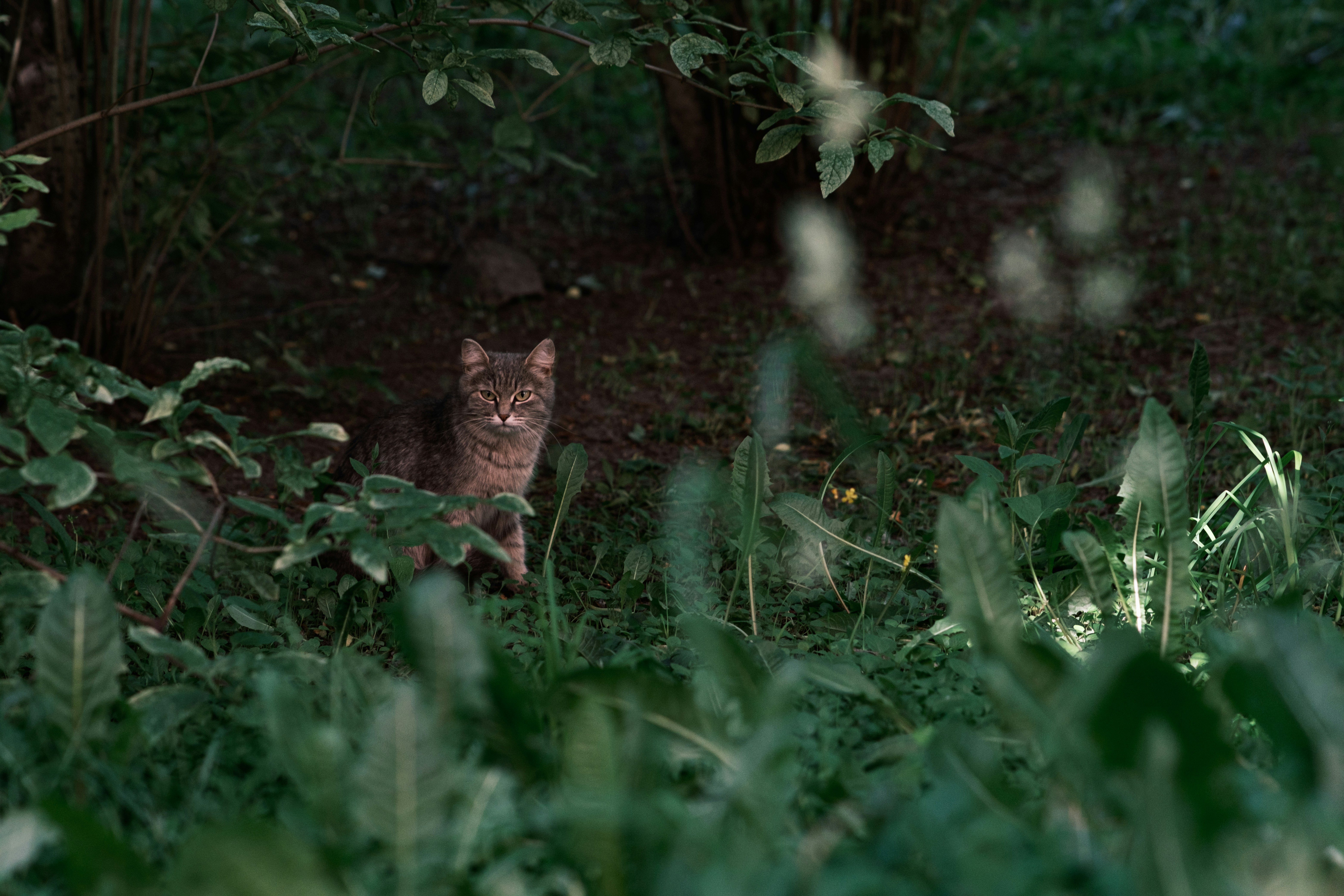 Hidden Observer: A Cat Quietly Watches from the Forest Edge