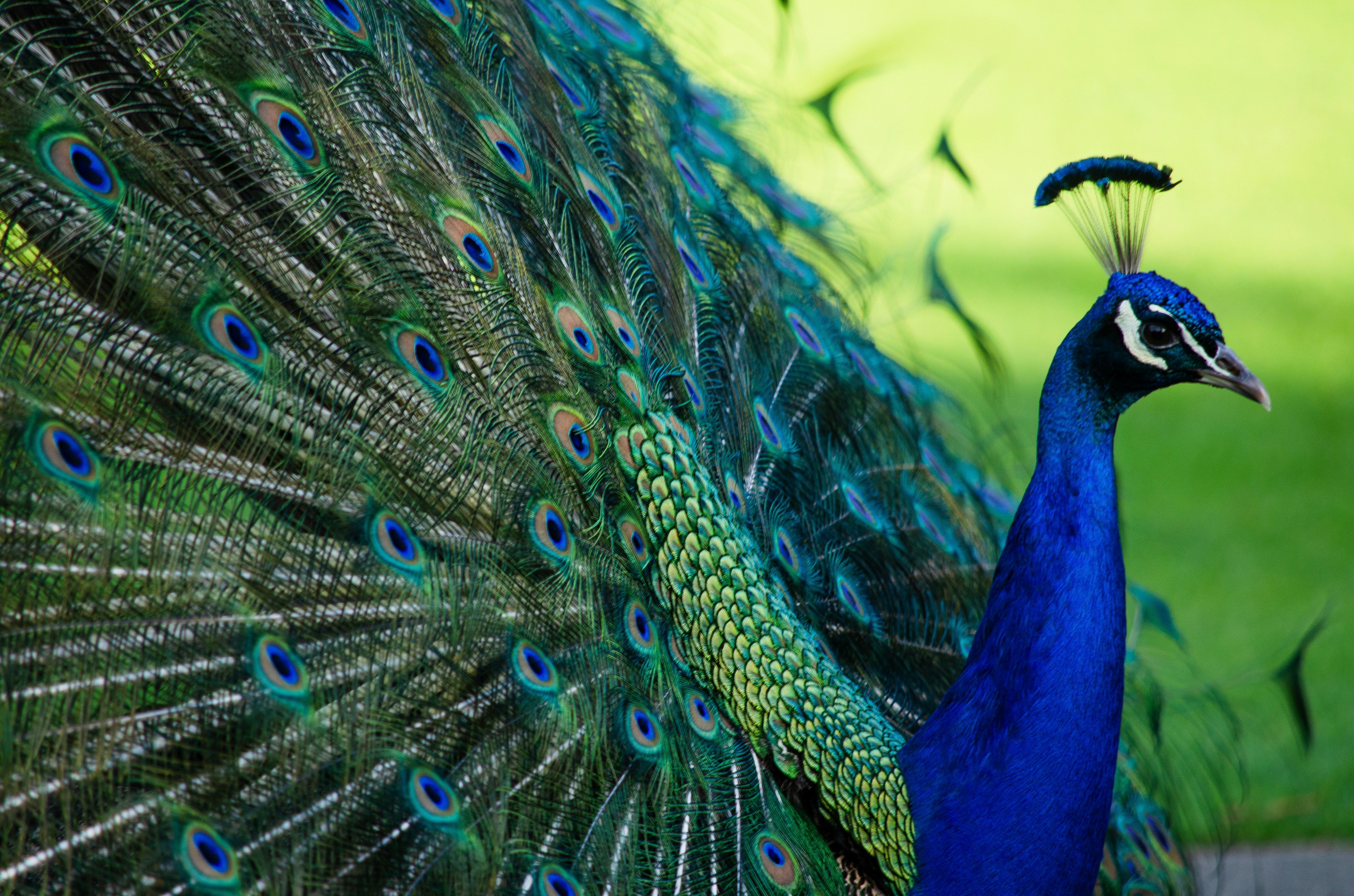 Vivid Crest: A Peacock's Unfurling Tail under Green Backdrop