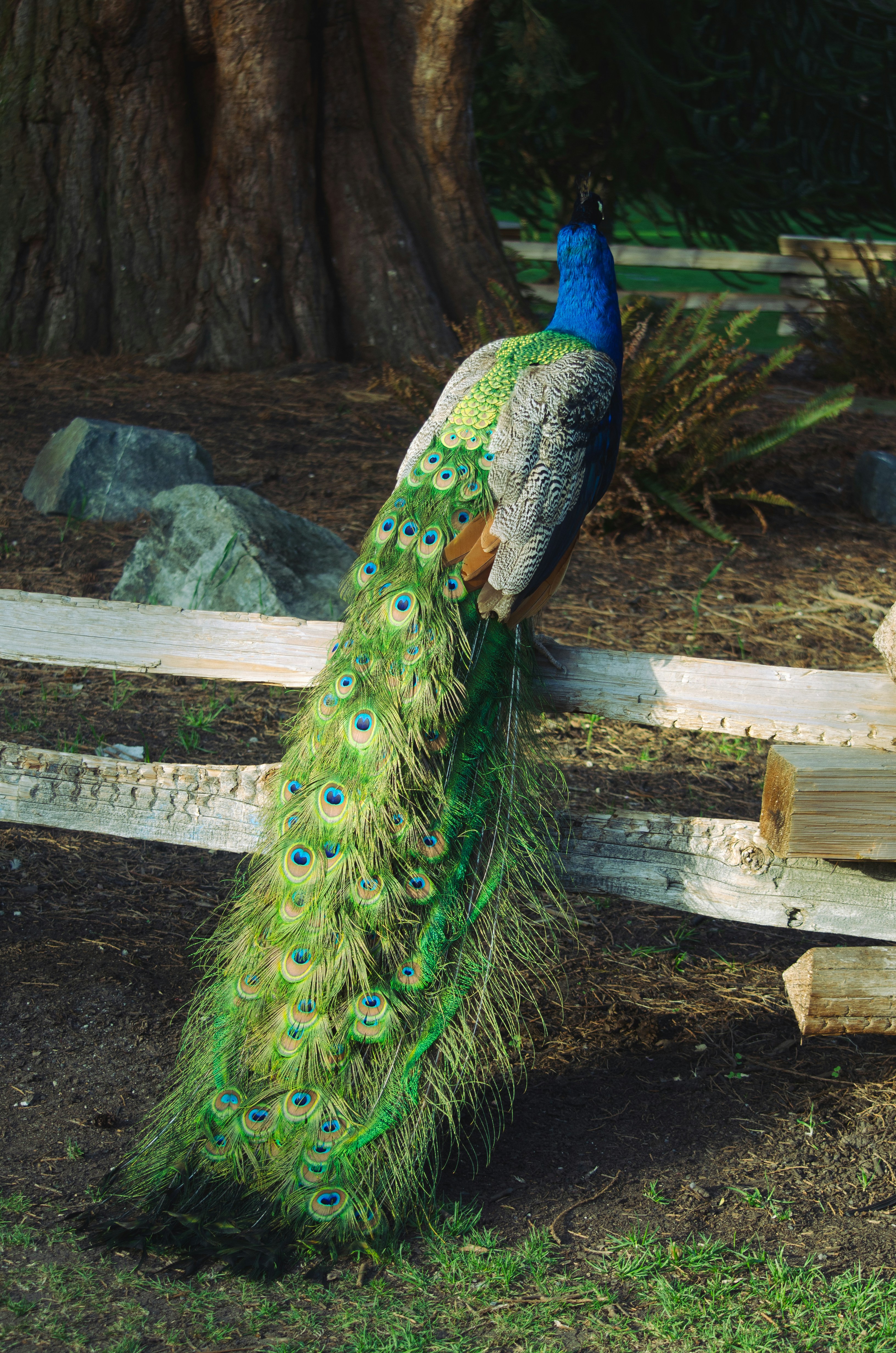 Emerald Plumage and Velvet Crest: A Peacock's Regal Posture