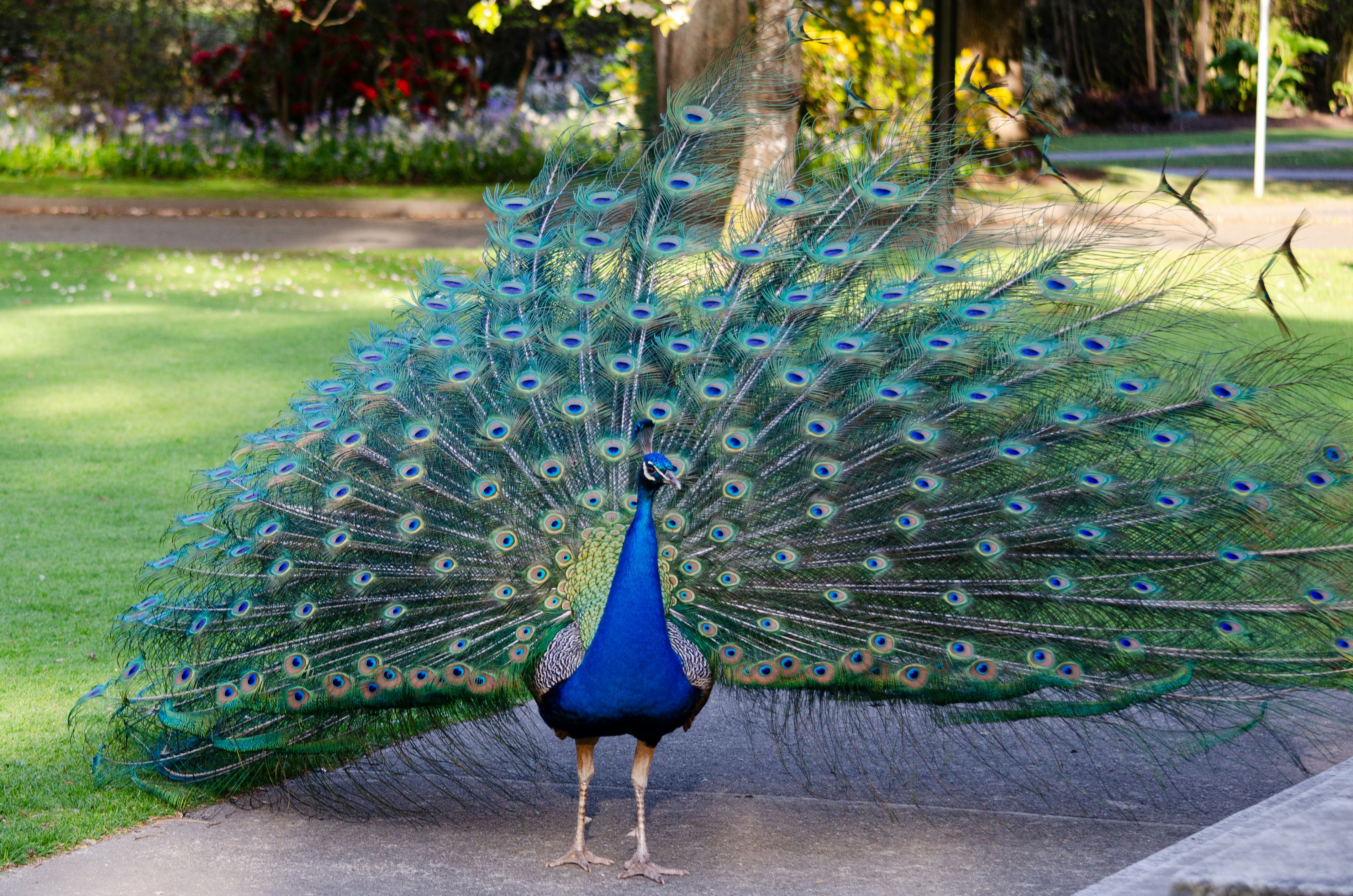 Emerald Crest: A Peacock’s Display in a Sunlit Park