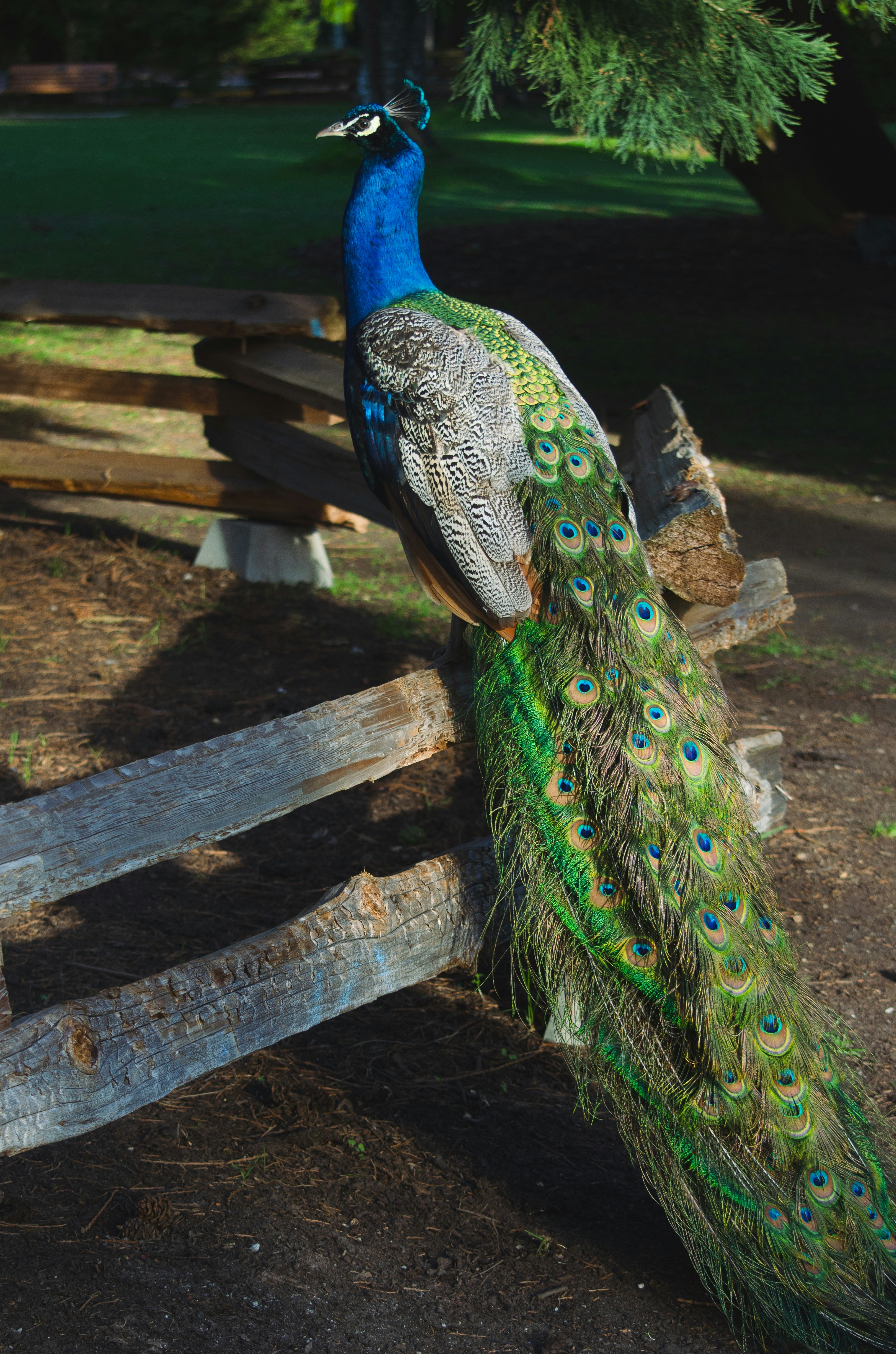 Emerald Crest: A Peacock Postures Among Weathered Rails