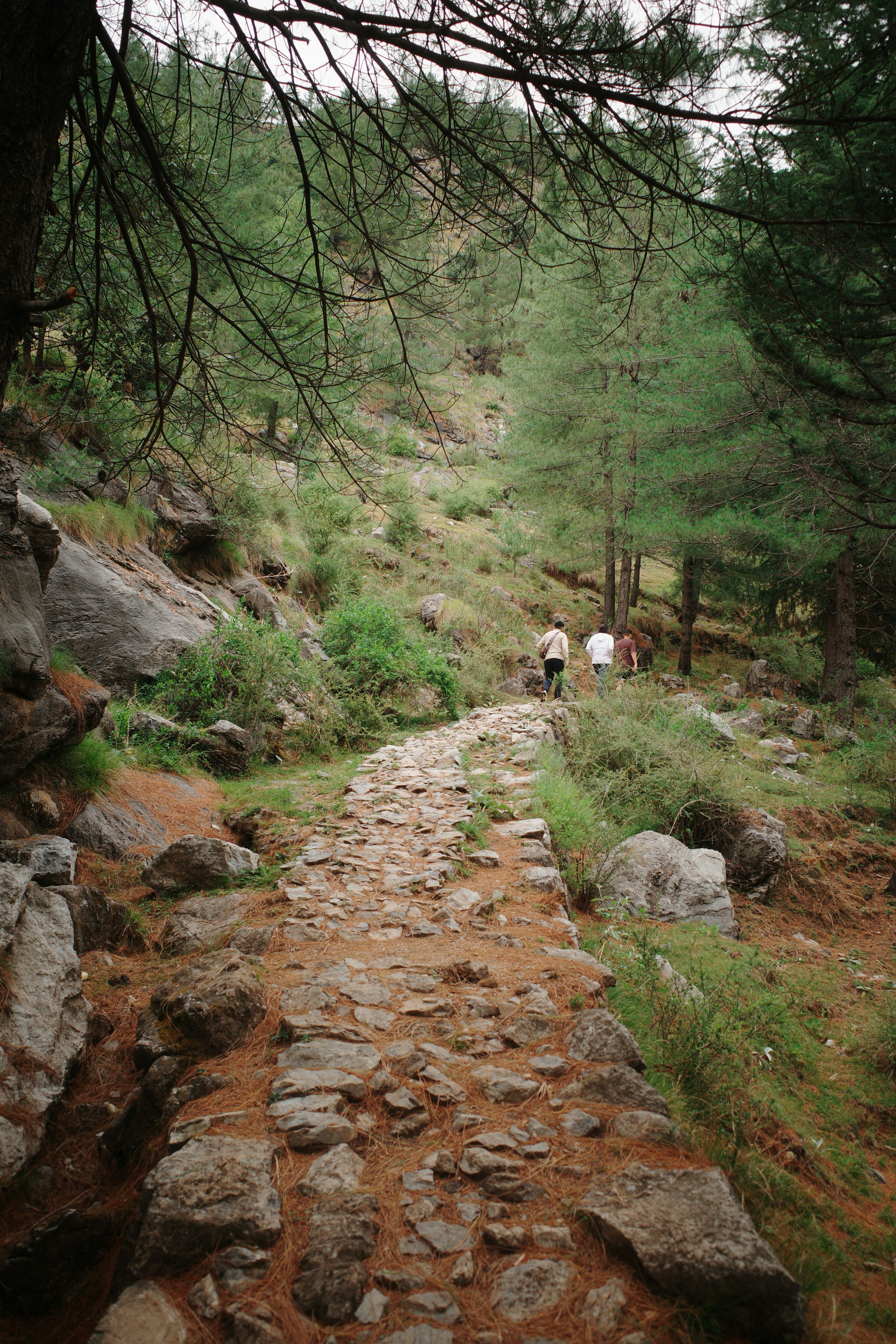 A rugged stone path winds through a forested hillside, leading toward two hikers disappearing into the trees.