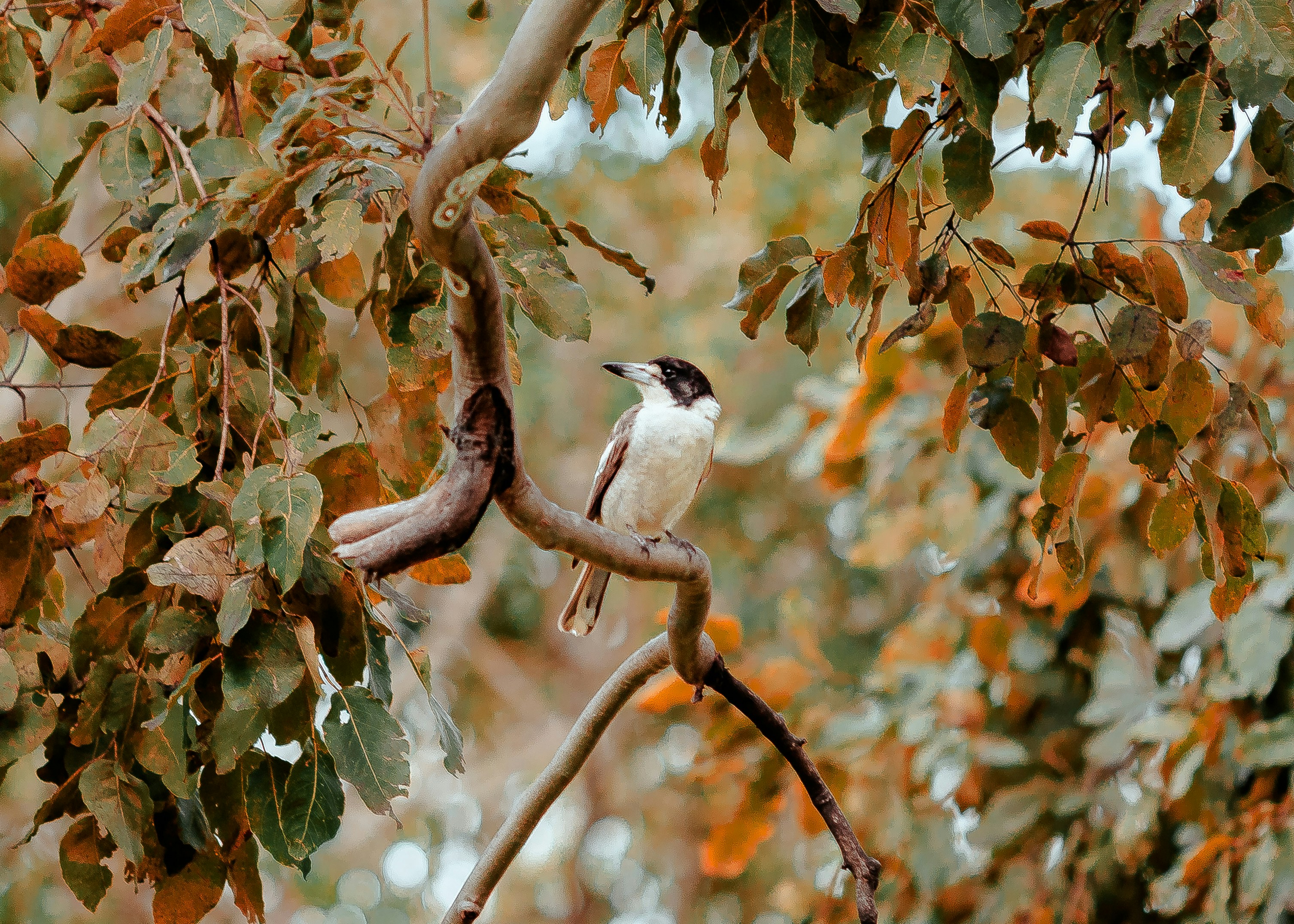 Perched in Autumn Lace: A Small Songbird among Rust and Green