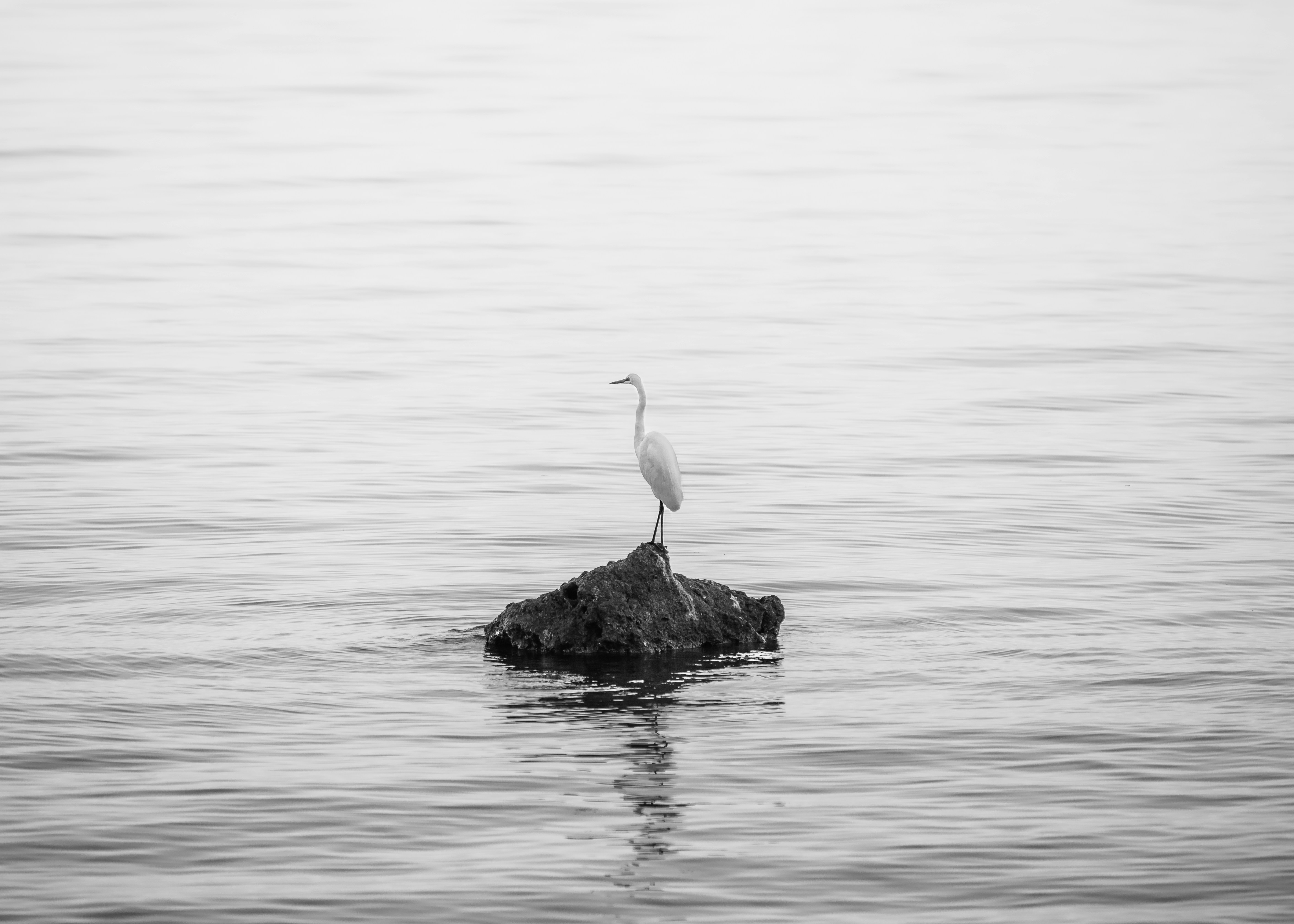 Solitary Egret at the Quiet Rock
