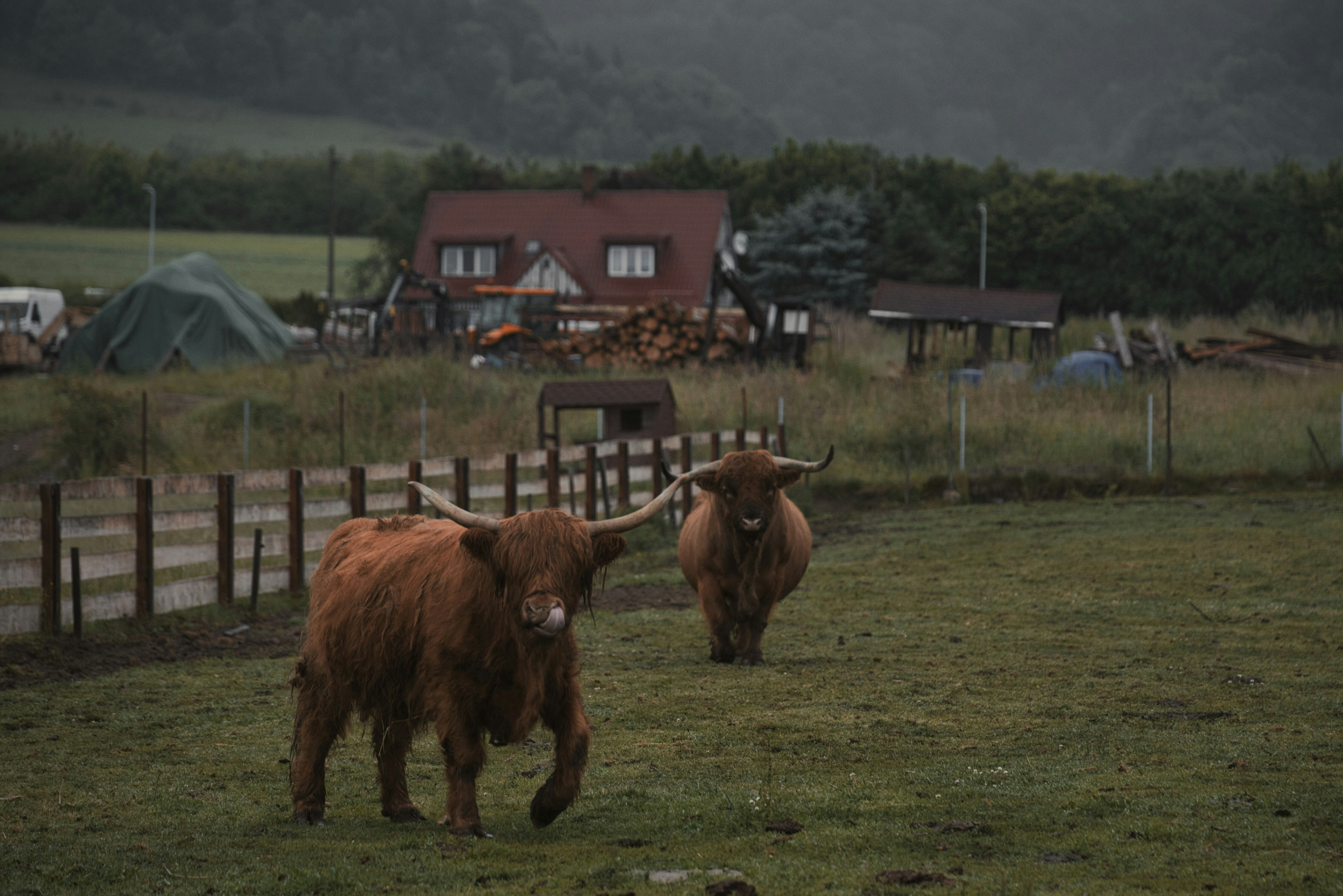 Pasture Stroll: Highland cattle under a muted rural sky