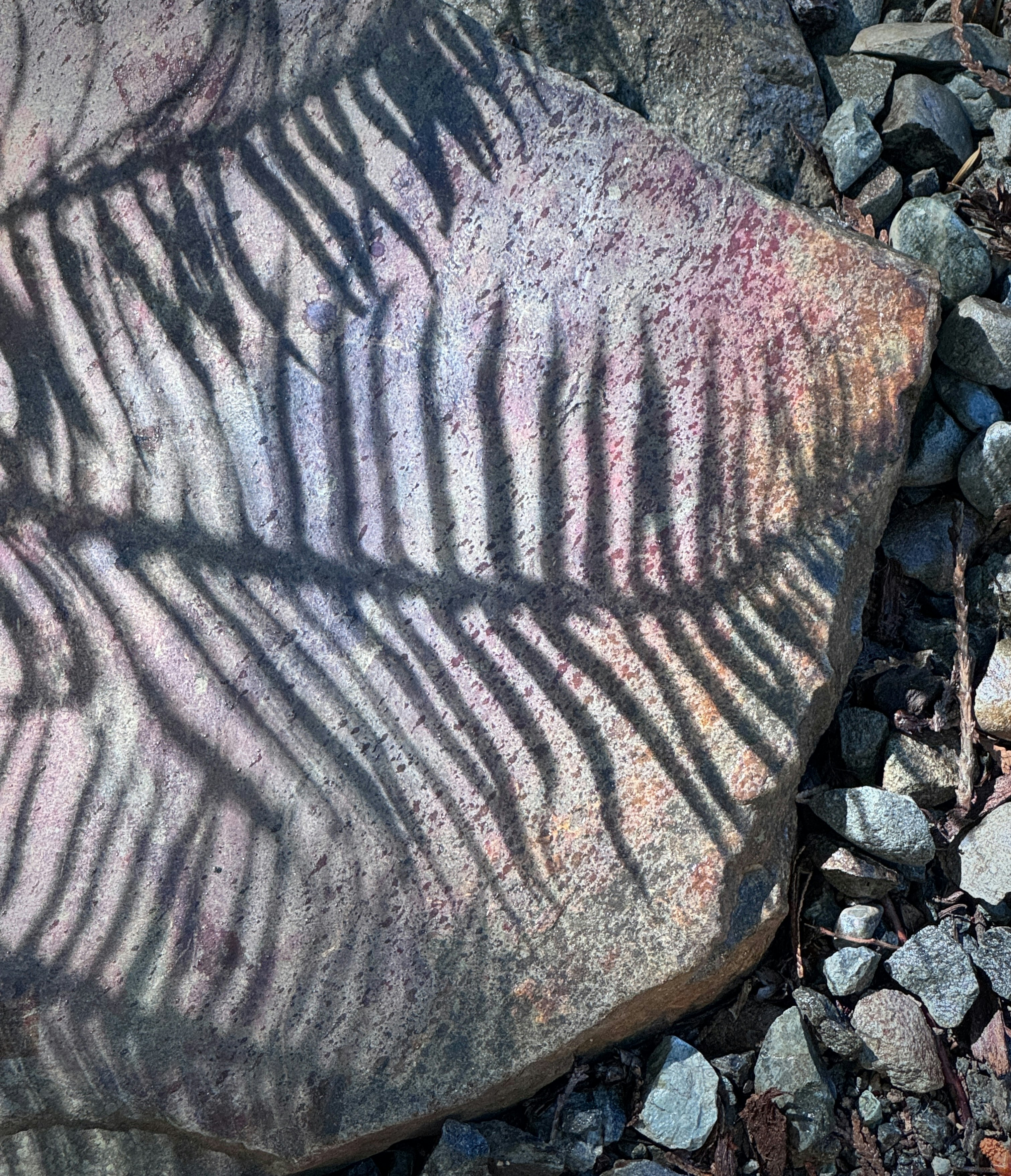 Shadowed Frond—Rock Texture with Palm Pattern on Gravel