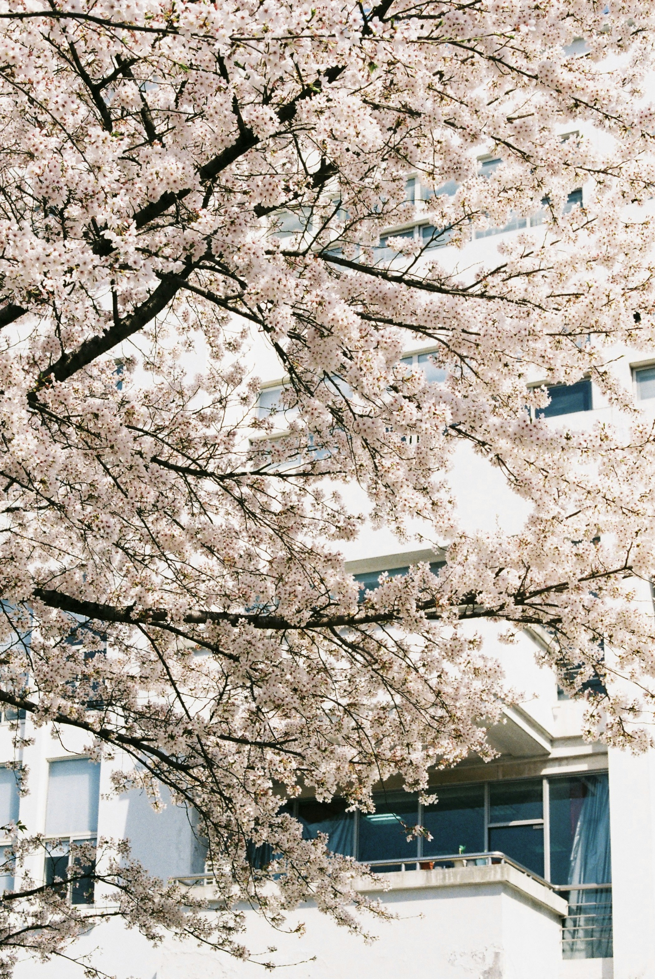 Cherry Blossom Veil Over a Modern Terrace