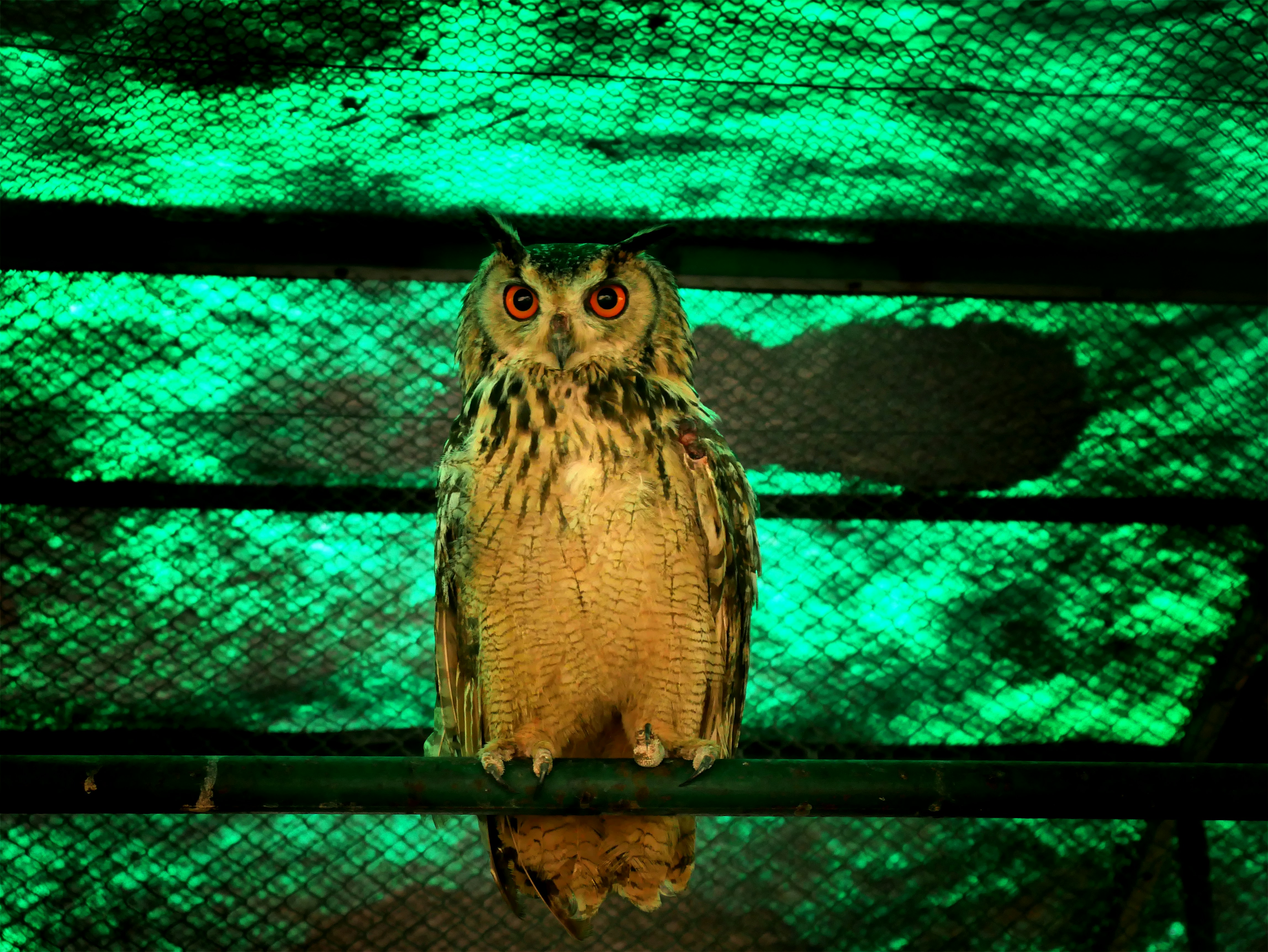 Eyes in the Neon Night: An Owl Under Green Cage Lights