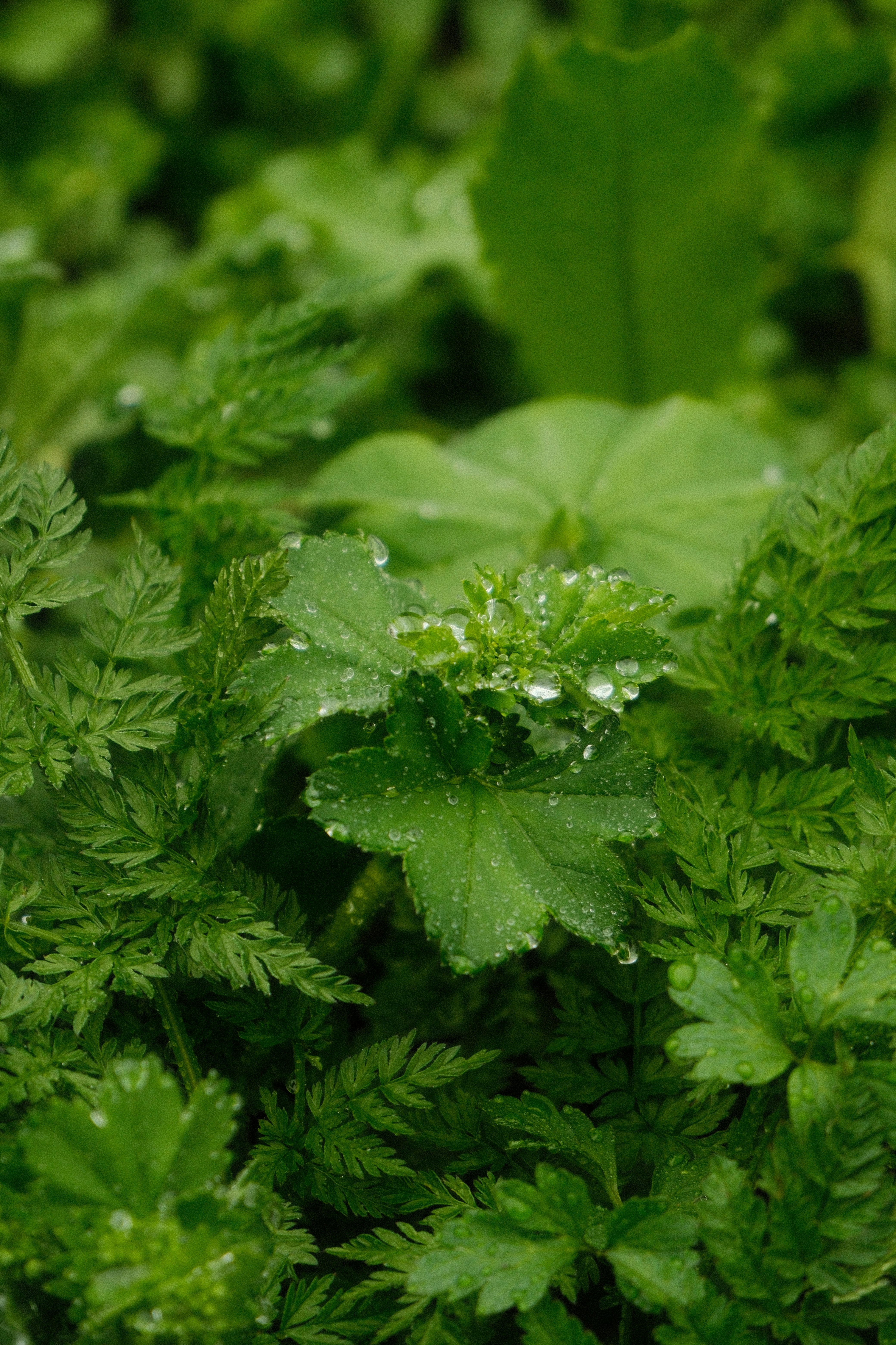 Dew-kissed Ferns and Serrated Leaves in Quiet Understory