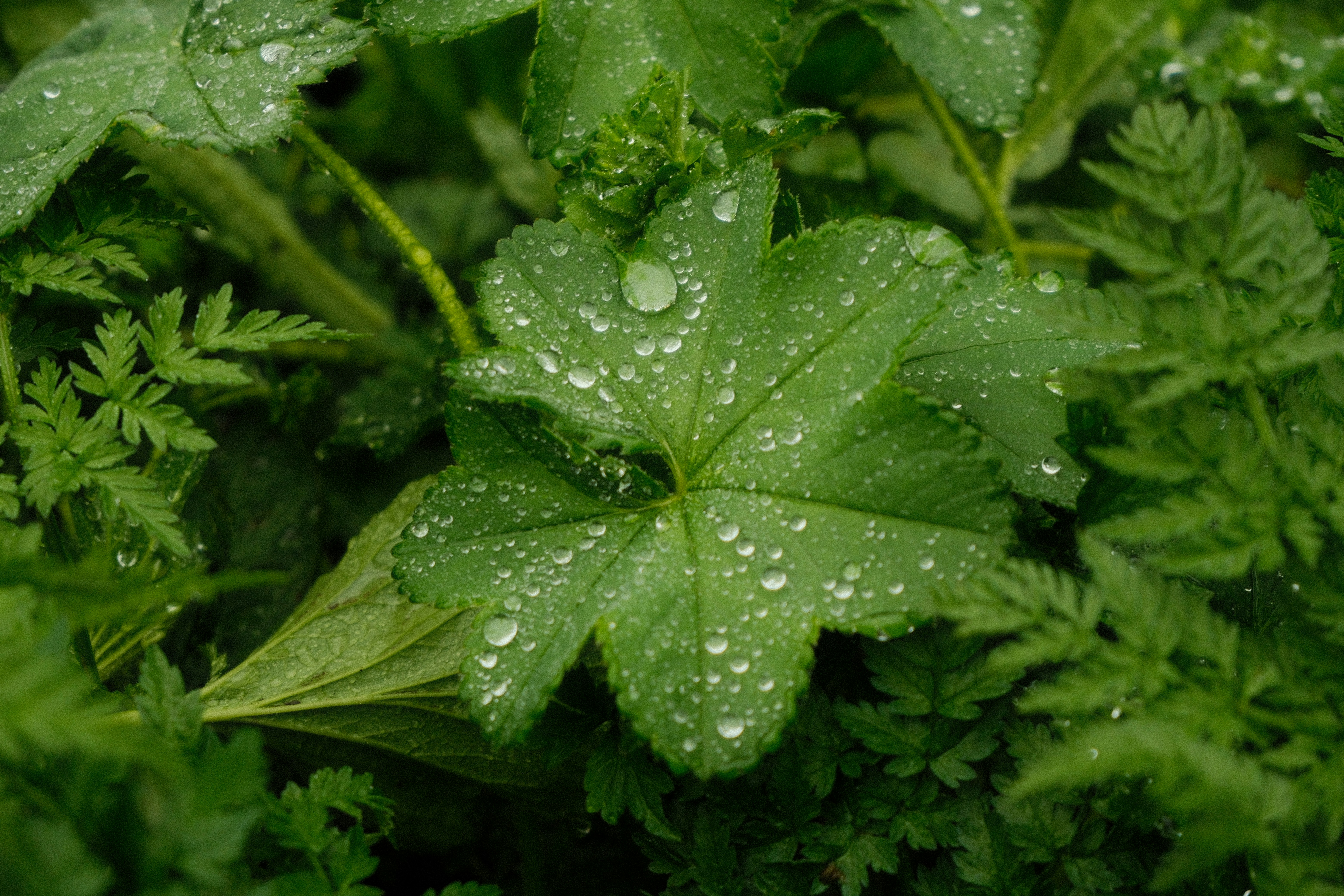 Dew-Kissed Maple Leaf Among Ferns