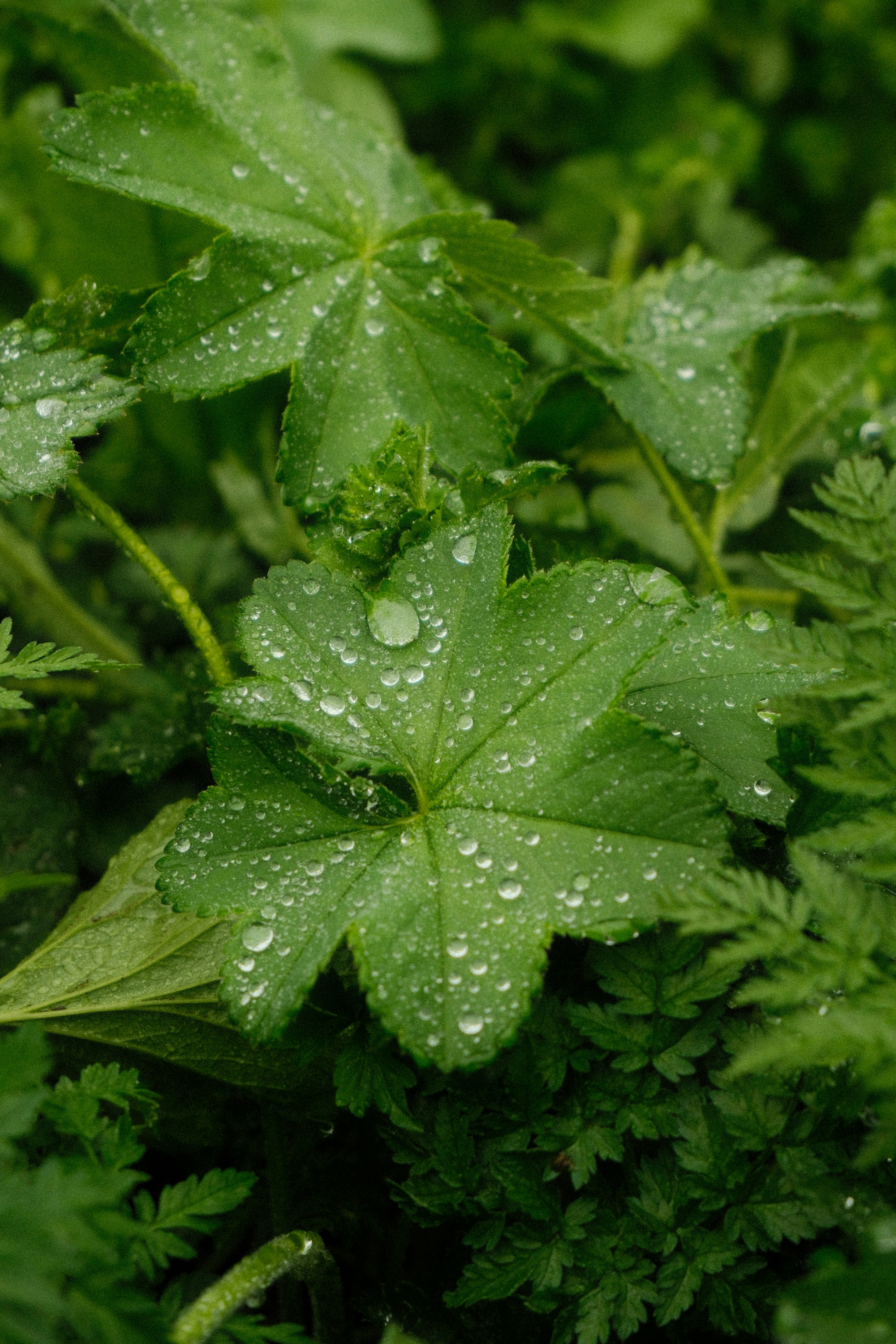 Dew-kissed maple leaf as the morning focus