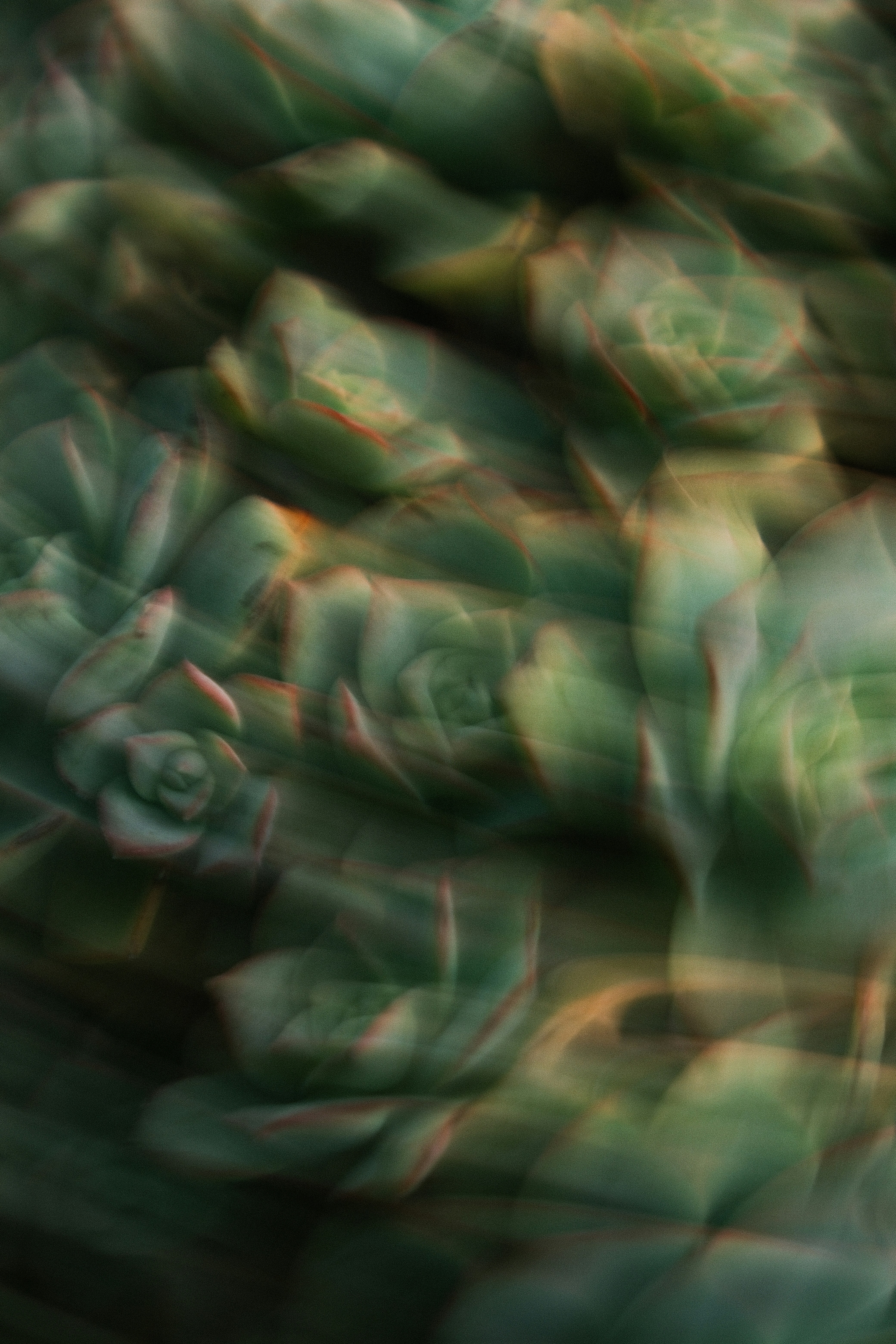 Soft Spiral of Succulent Greens