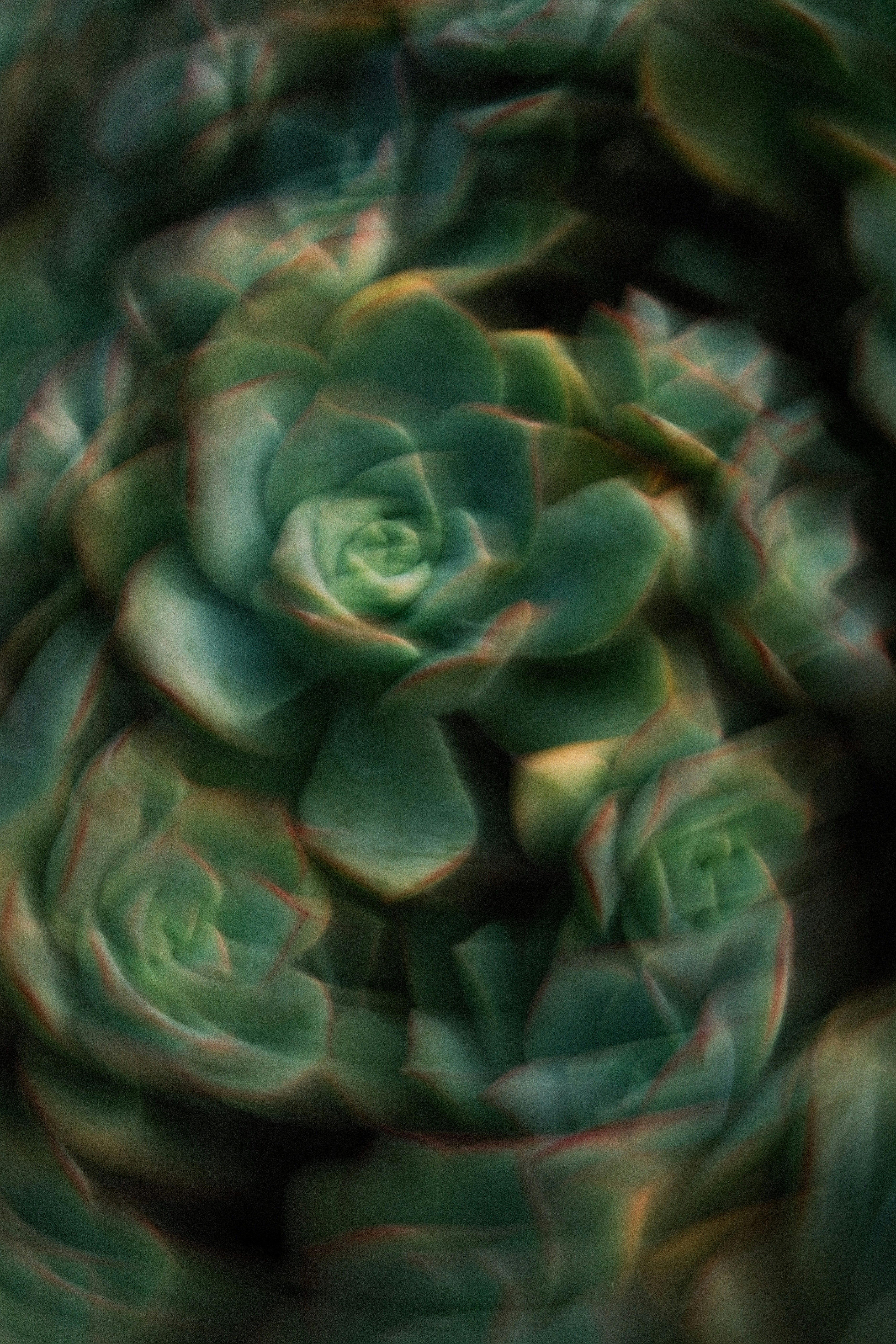 Soft Spiral: A Close-Up of Succulent Rosettes in Gentle Blur