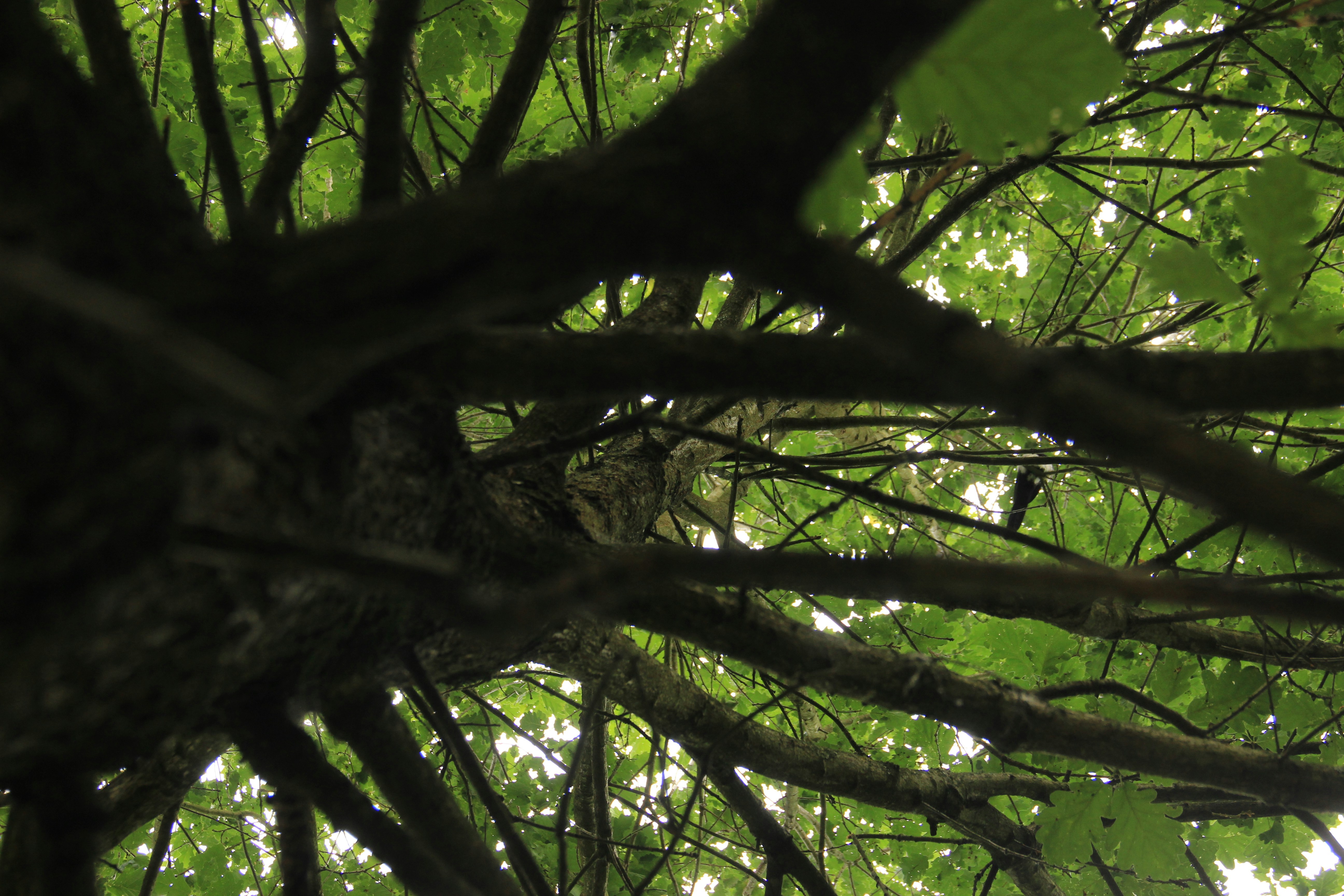 Canopy Convergence: Light Through Interwoven Branches