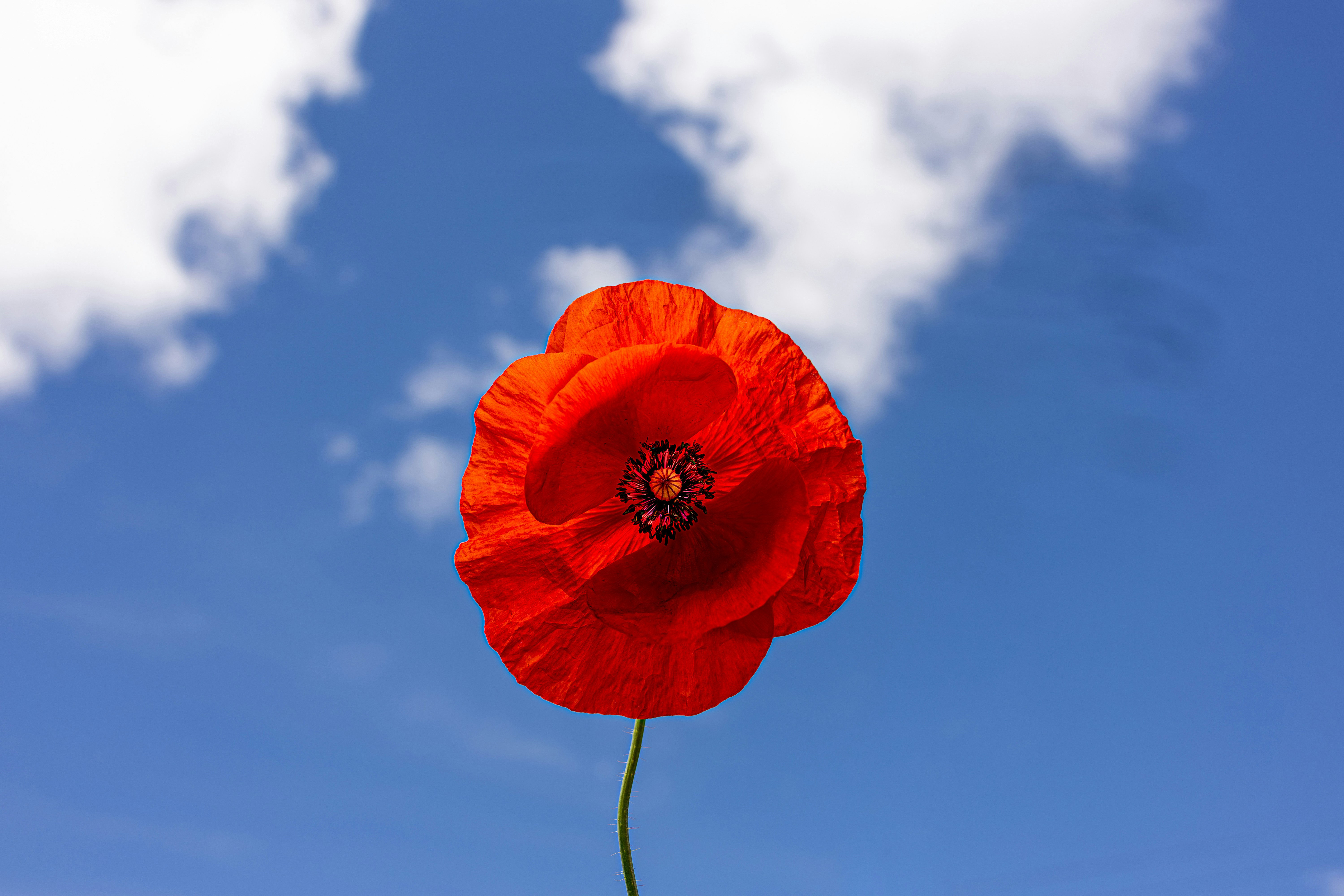 Crimson Bloom Reaching Toward a Clear Sky