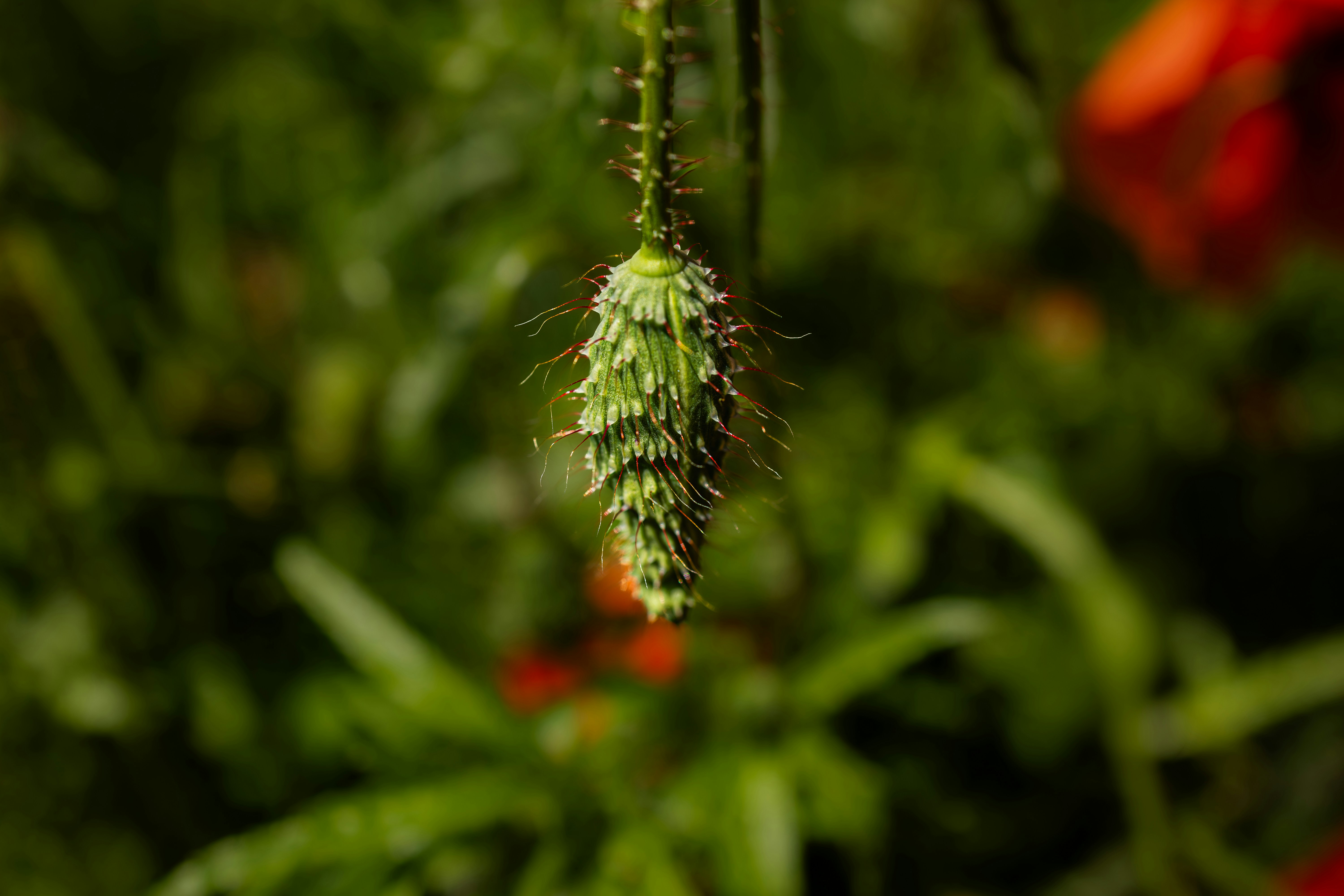 Dangling Green Core: a close-up of a single chafer-like seed pod amid blurred garden foliage