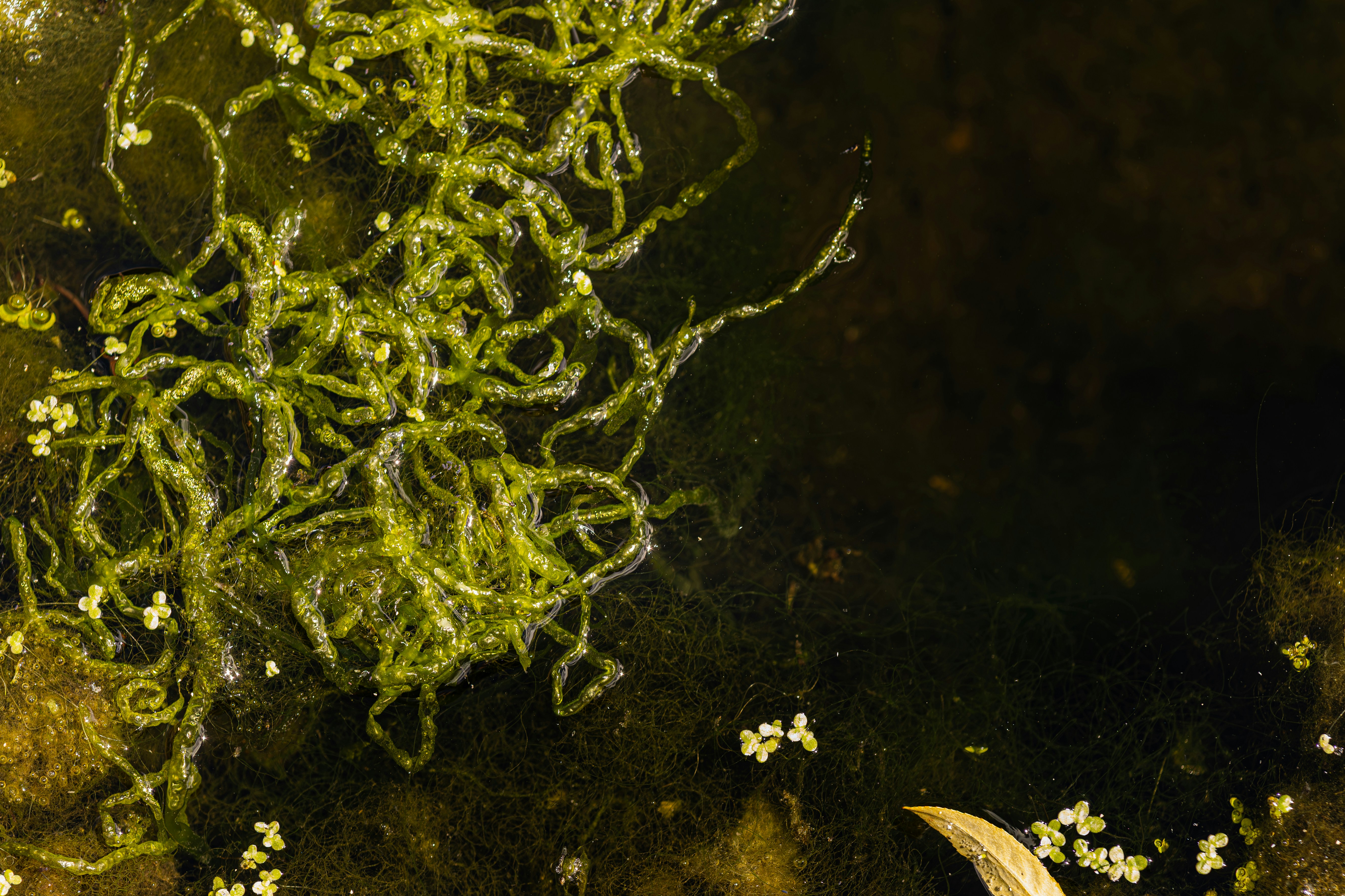 Tangled Underwater Ferns: A Quiet Corner of the Pond