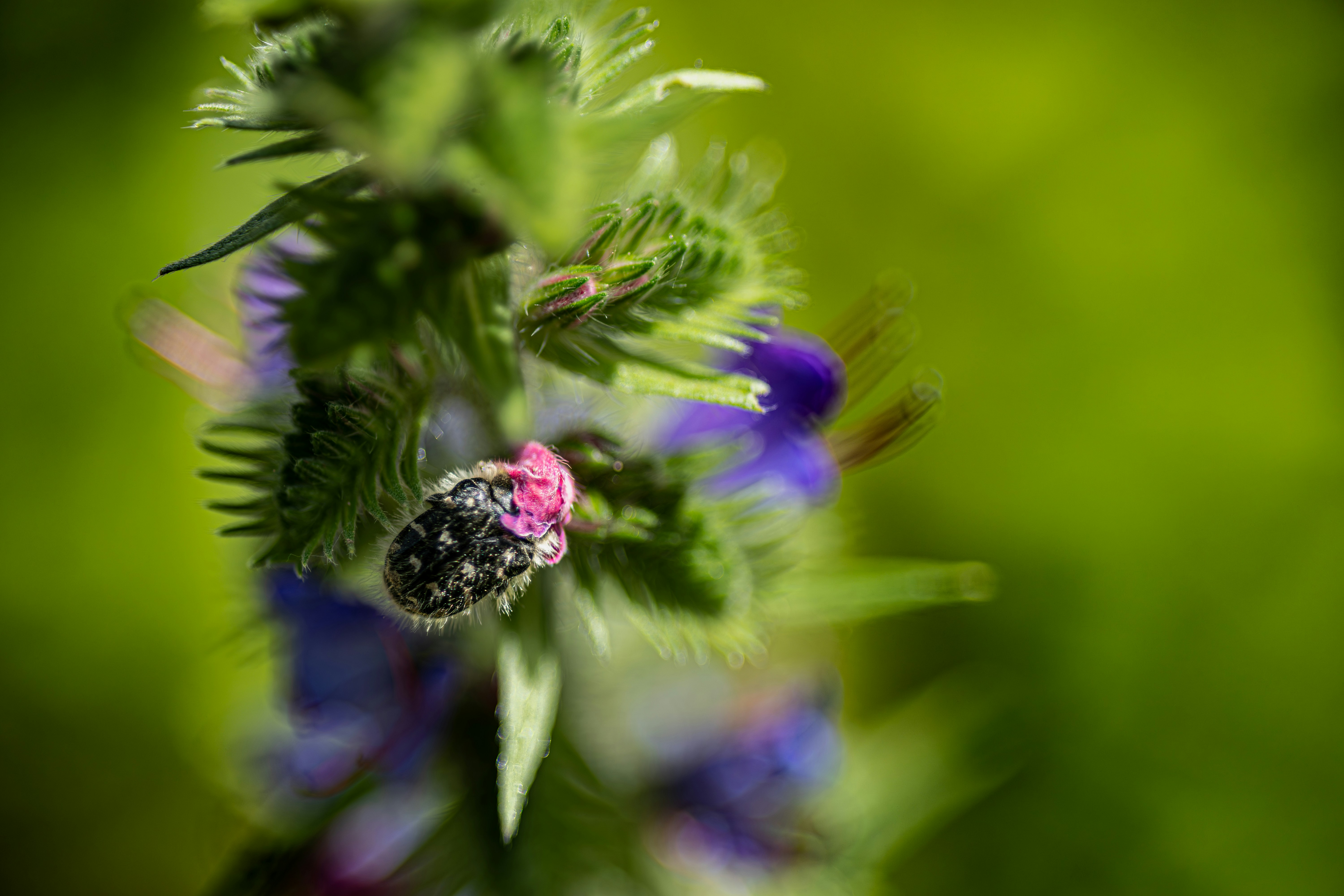 Tiny Hero: A Pink-Budded Insect on a Spiky Flower