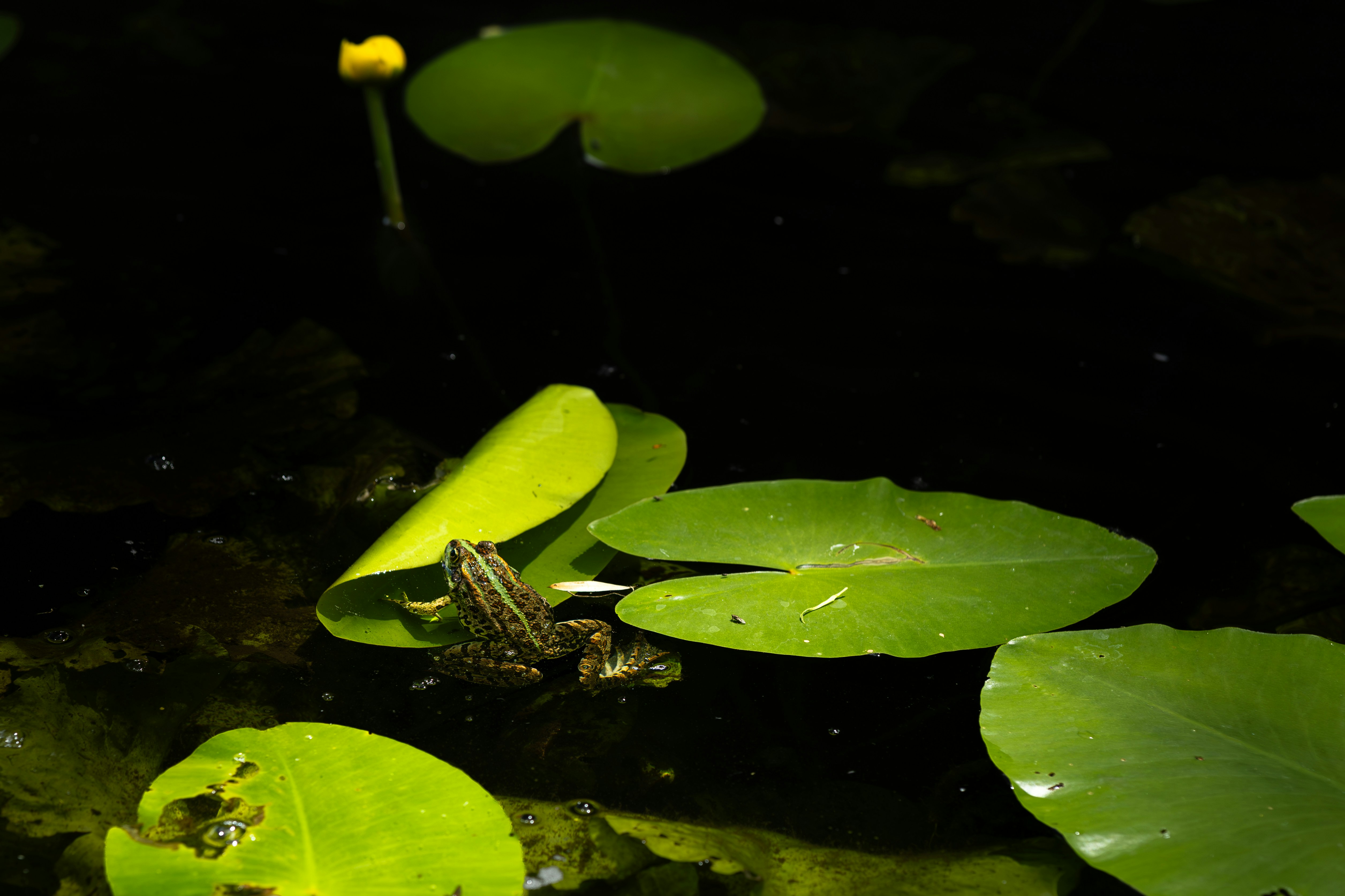 Lurking Amphibian Amid Floating Lily Pads at Dusk