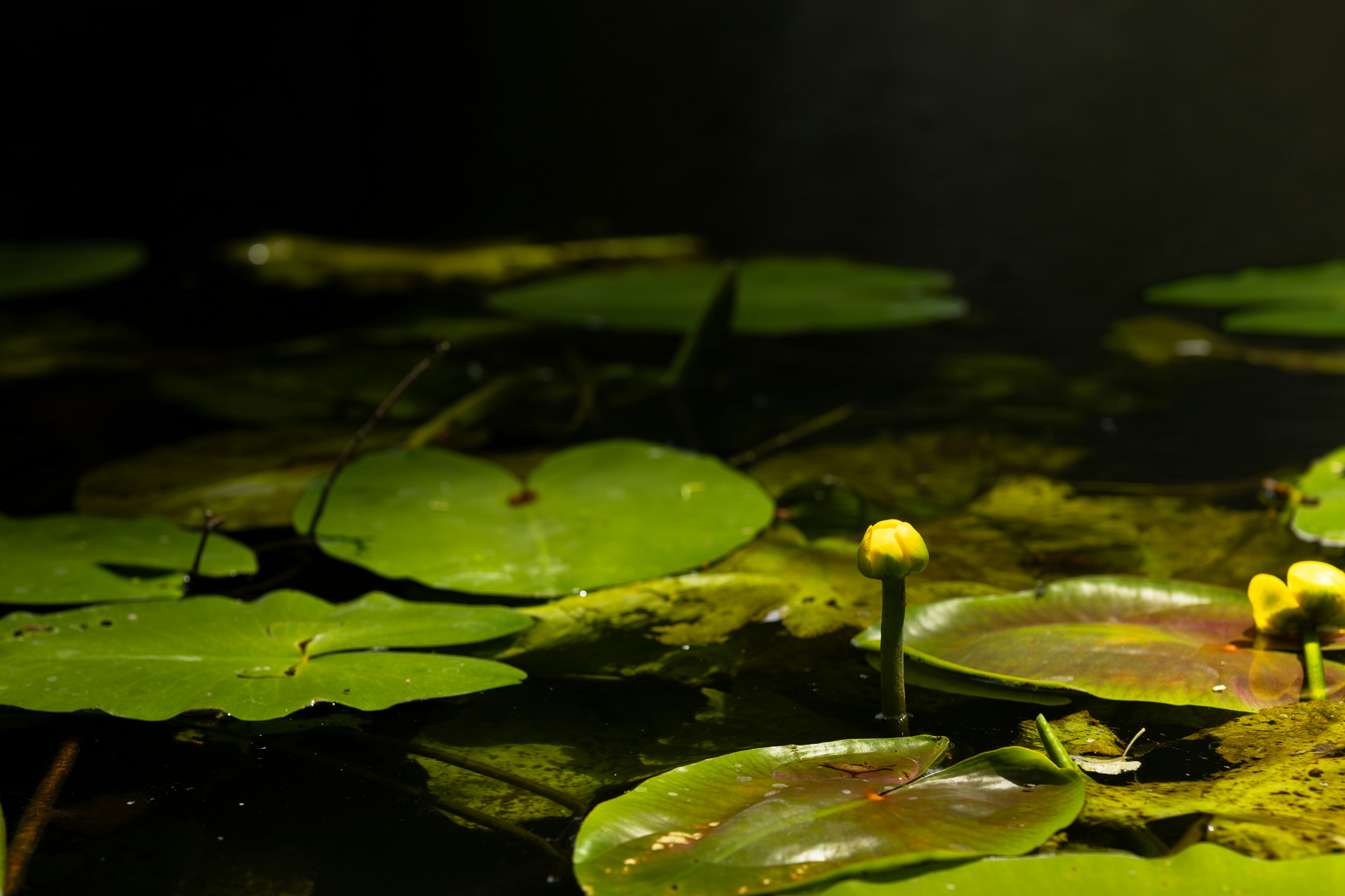 Emerging Water Lilies: Quiet Light on a Pond