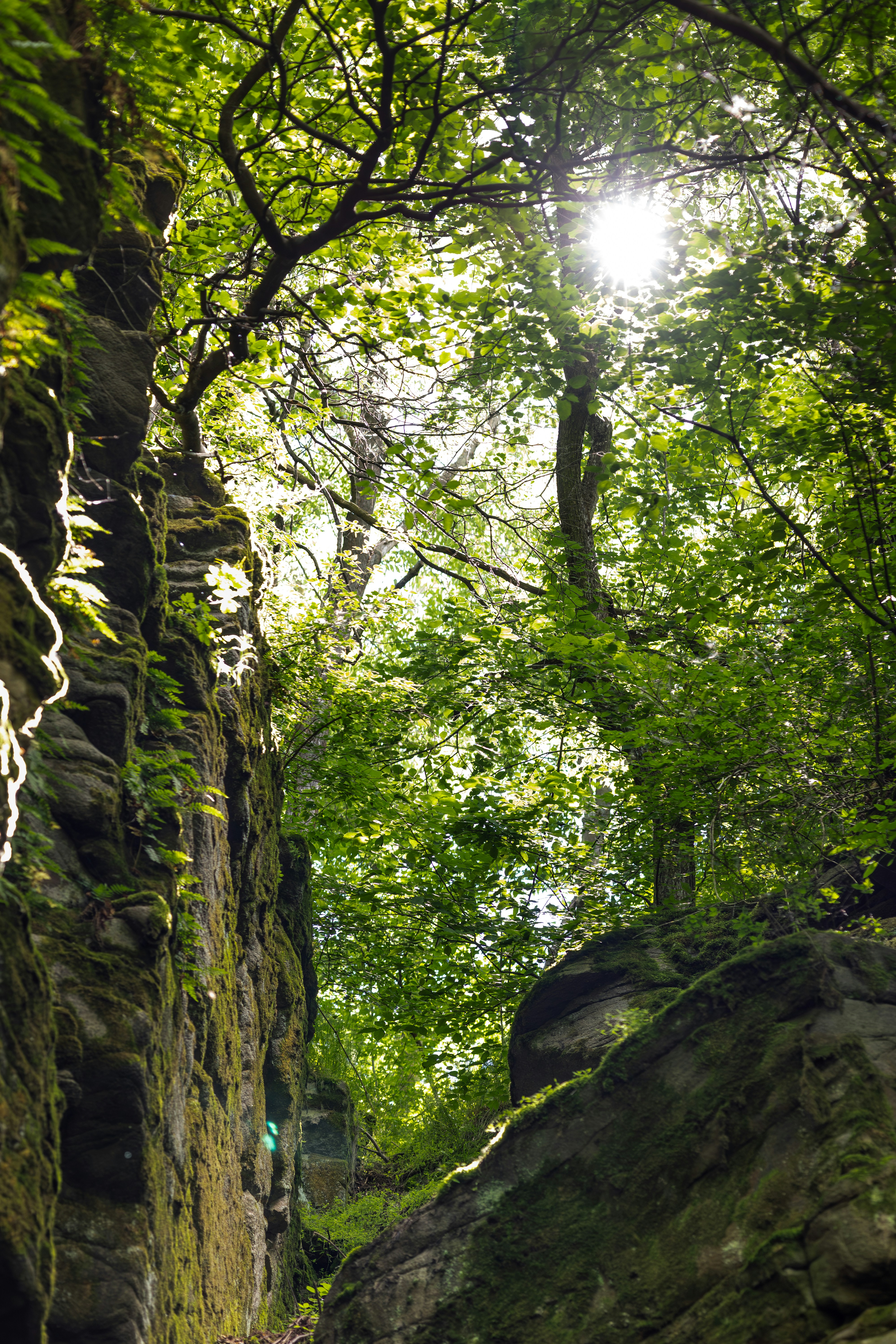 Sunlit Gorge: Mossy Cliffs Amid Verdant Canopy