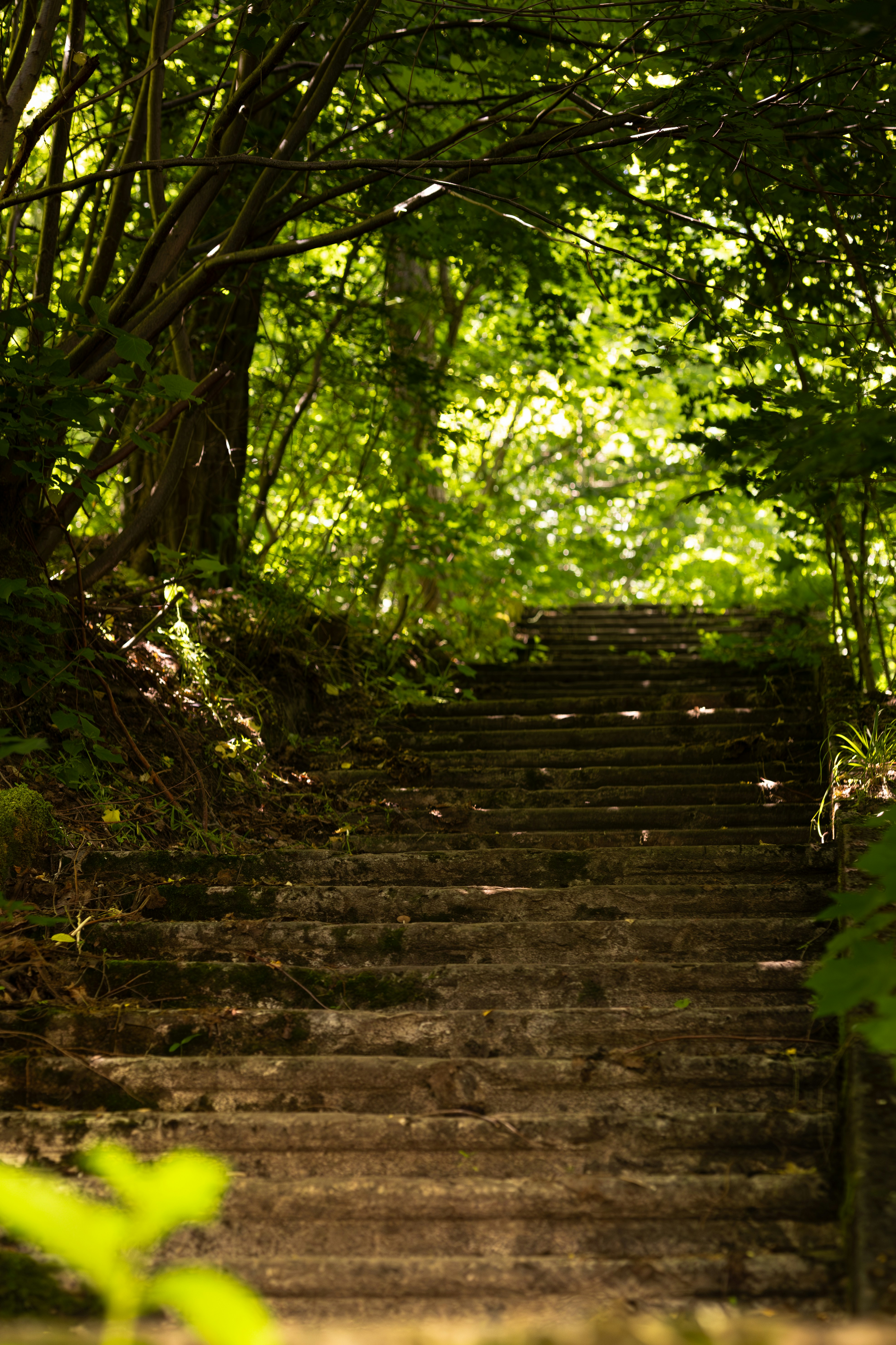 Forgotten Green Stairway toward the Light