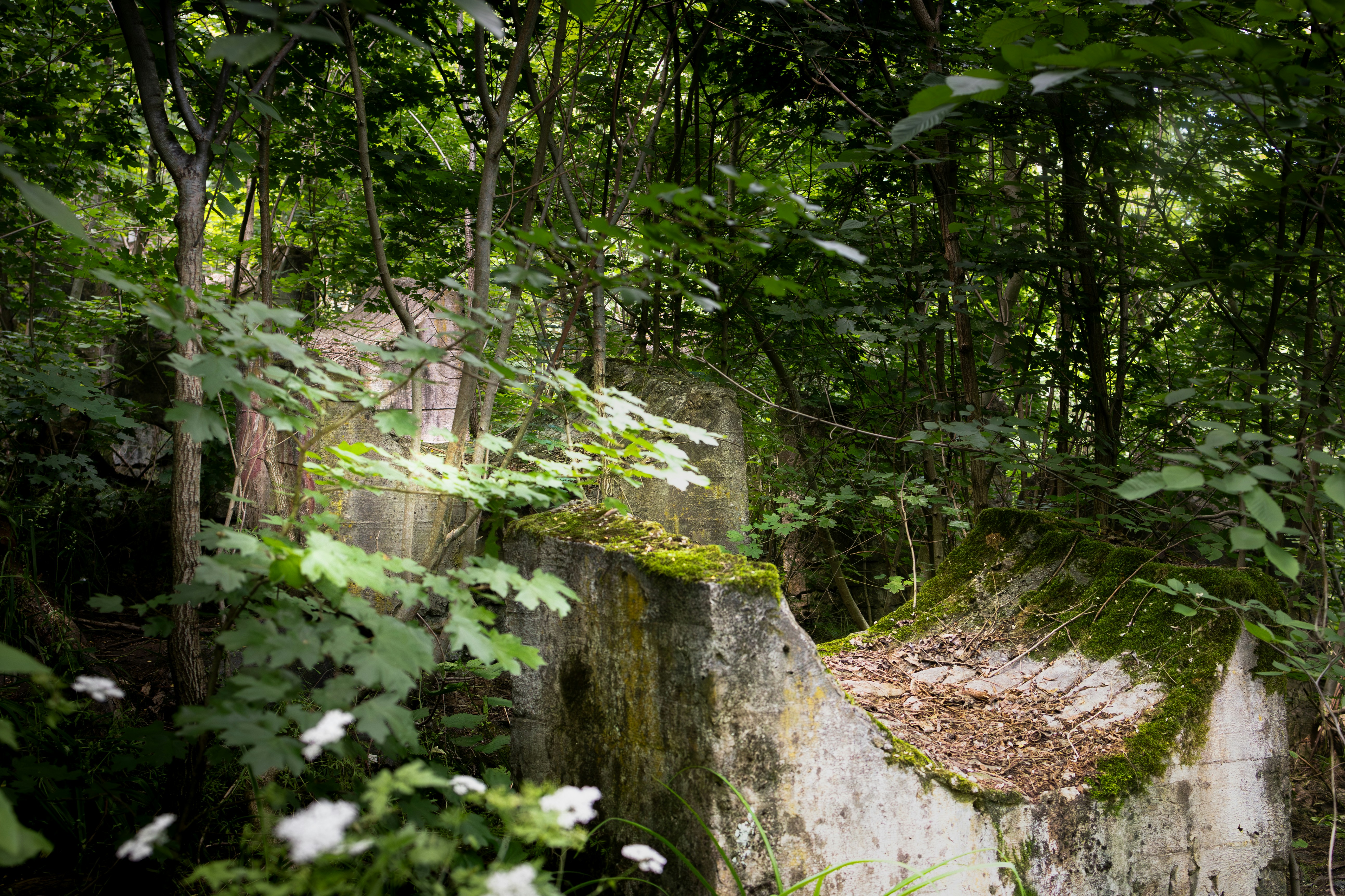 Verdant Quarry Ridge in Dappled Light