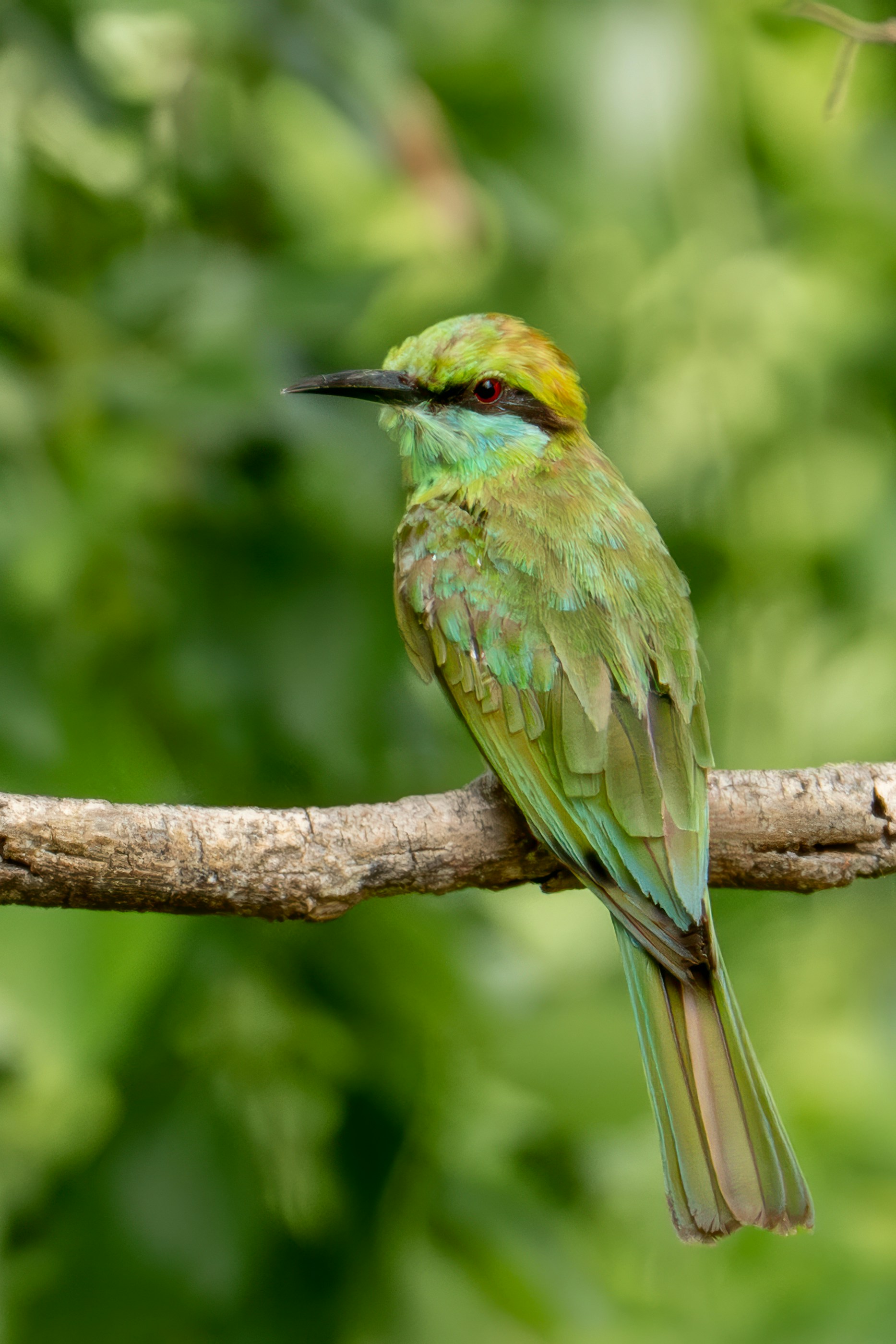 Emerald Companion on a Lichen-Brown Branch