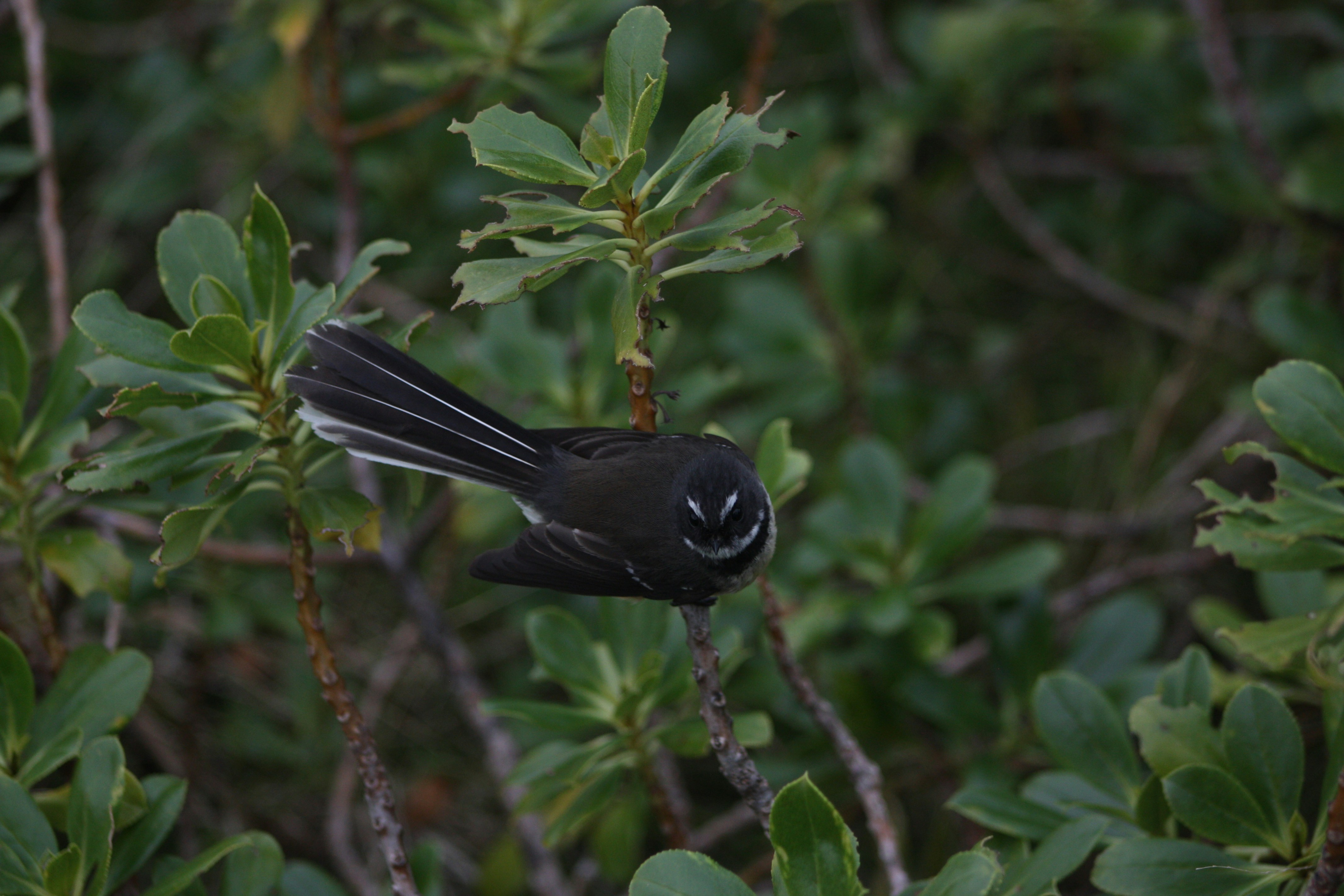 Black-crowned Warbler in Dense Greenery
