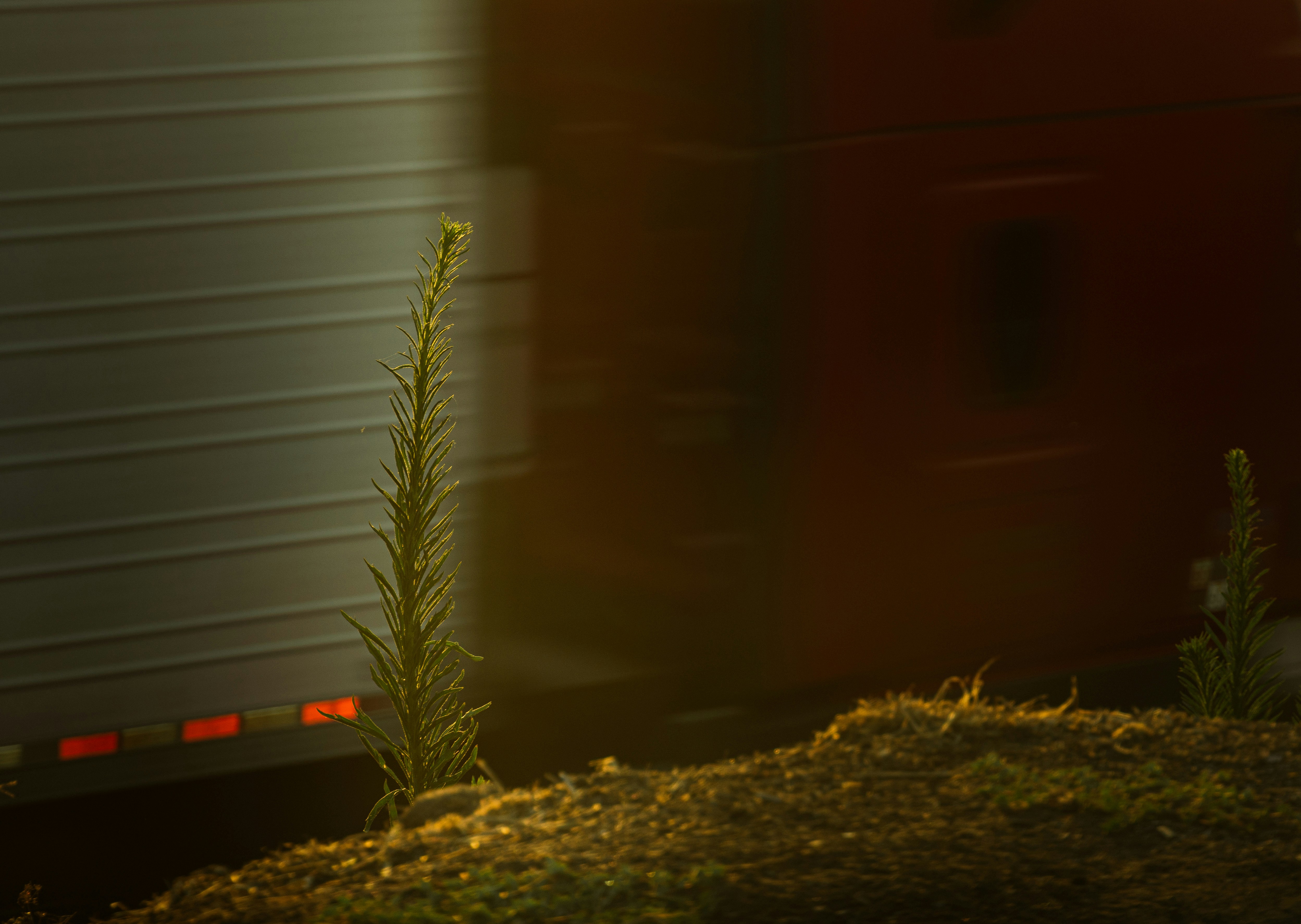 Tender Sprout Against the Moving Freight
