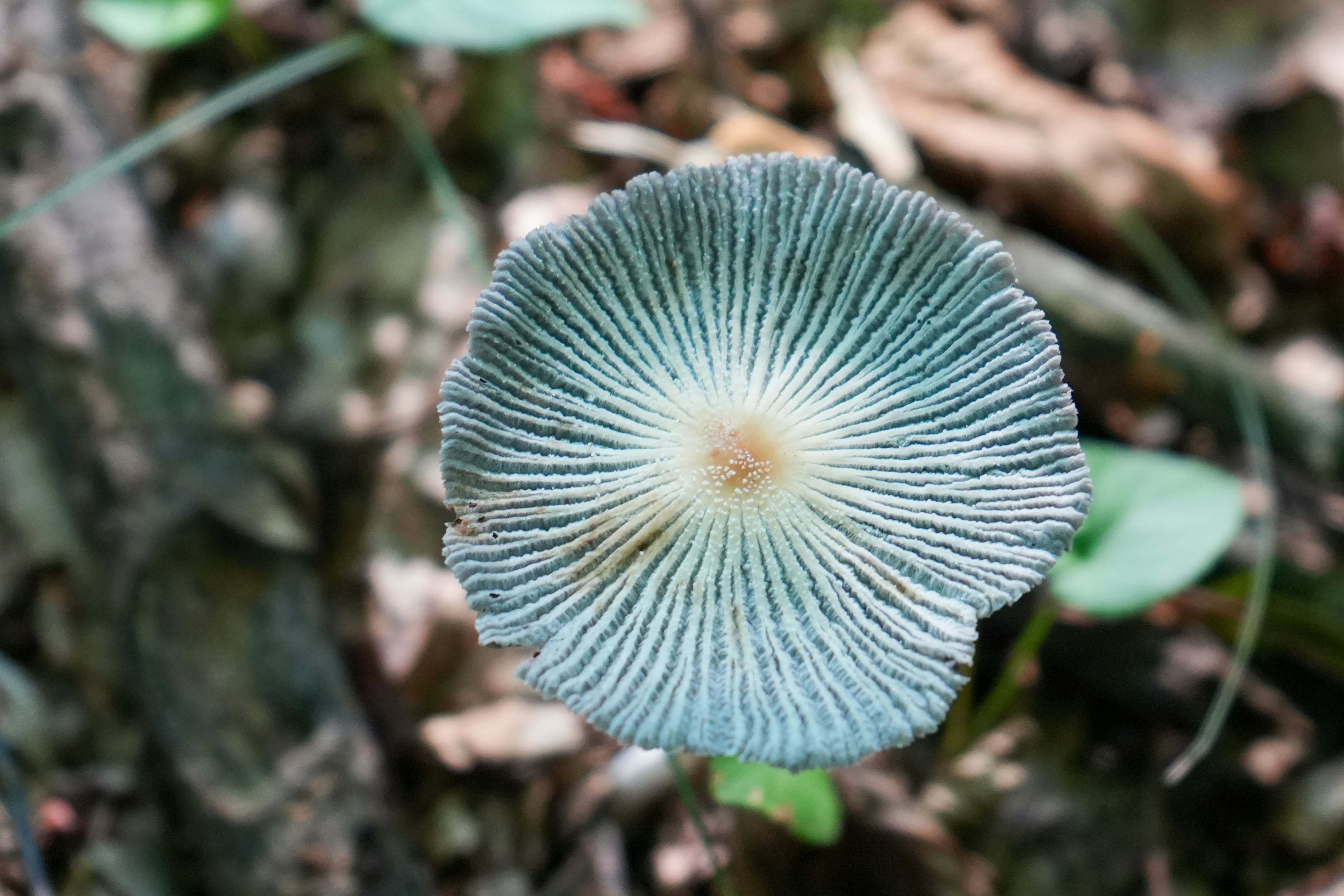 Blue-gilled mushroom with radial gills in forest floor