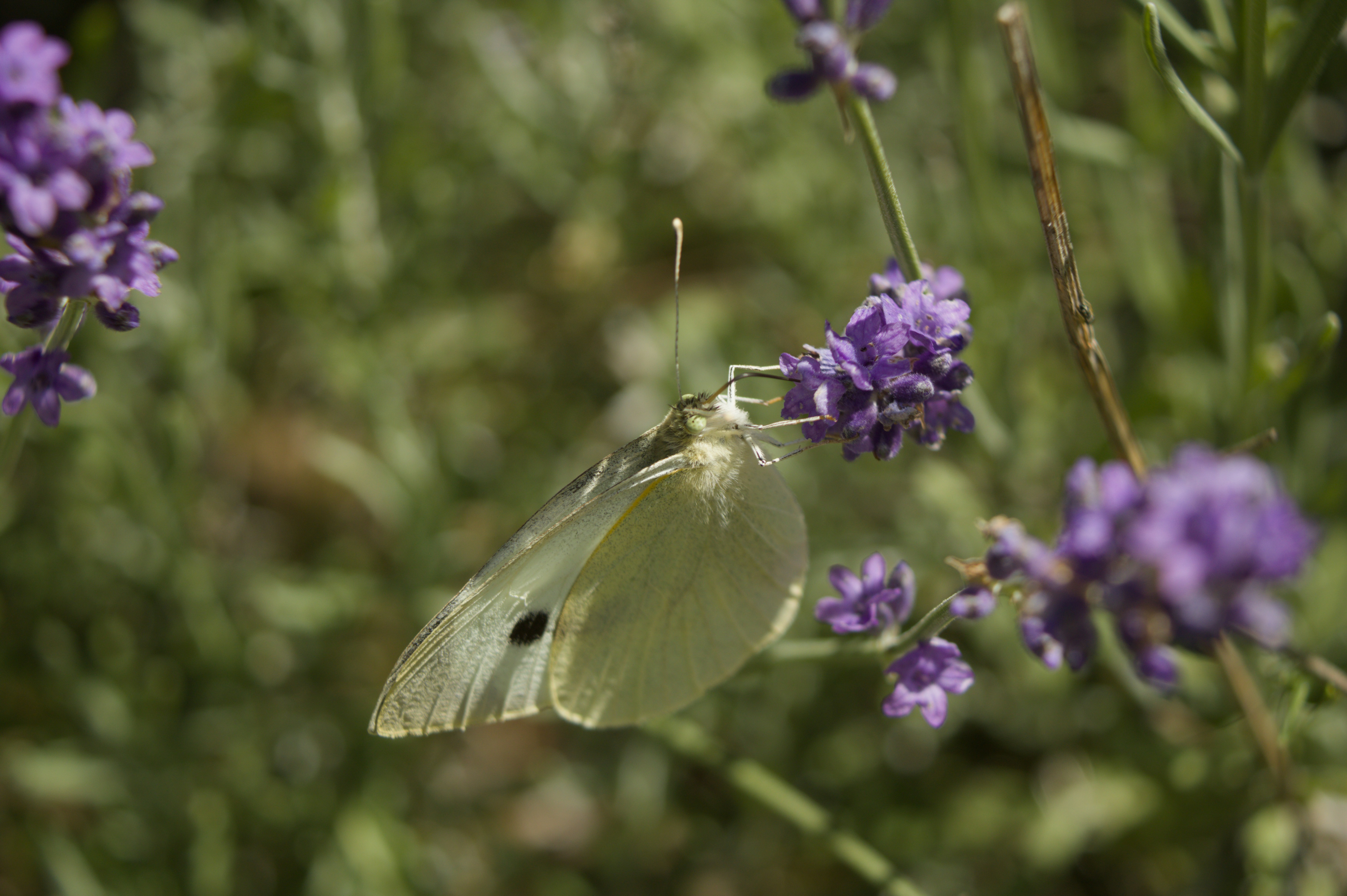 Purple Bloom, Pale Wings: A Butterfly Pause Among Lavender