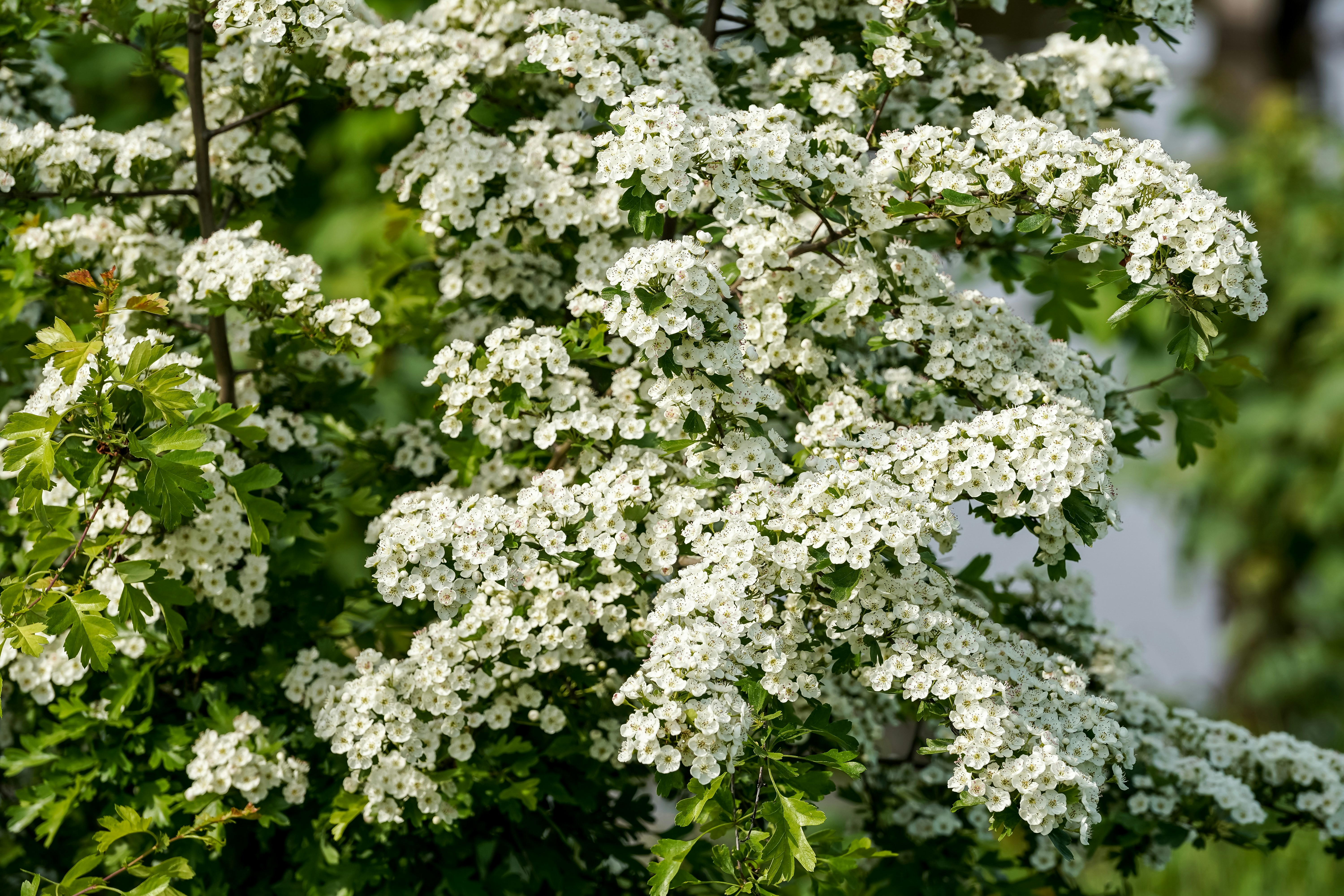 Cascade of White Blooms: A Quiet Lilac Moment