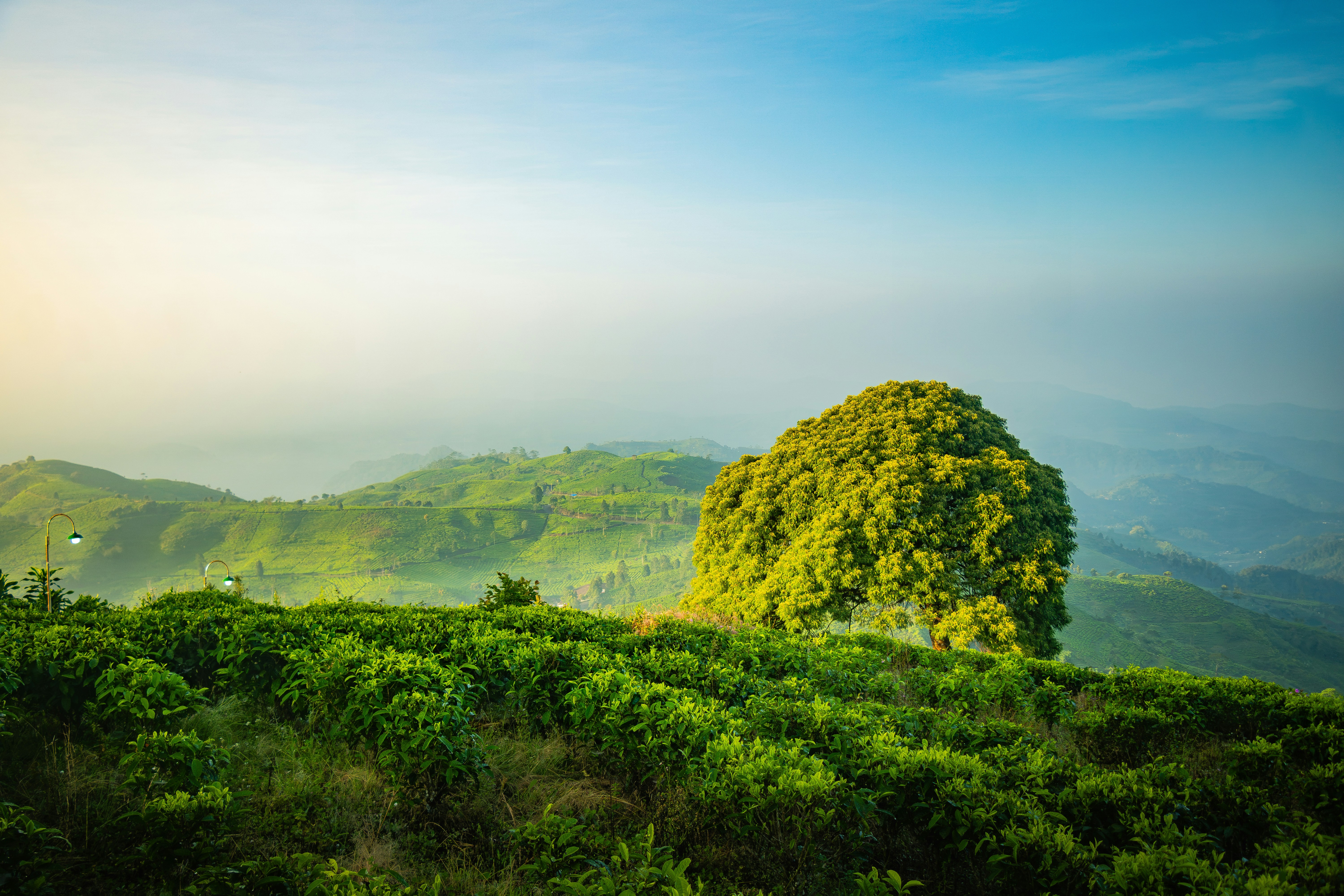 Solitary Canopy: A lone tree anchors the rolling hillside at dusk