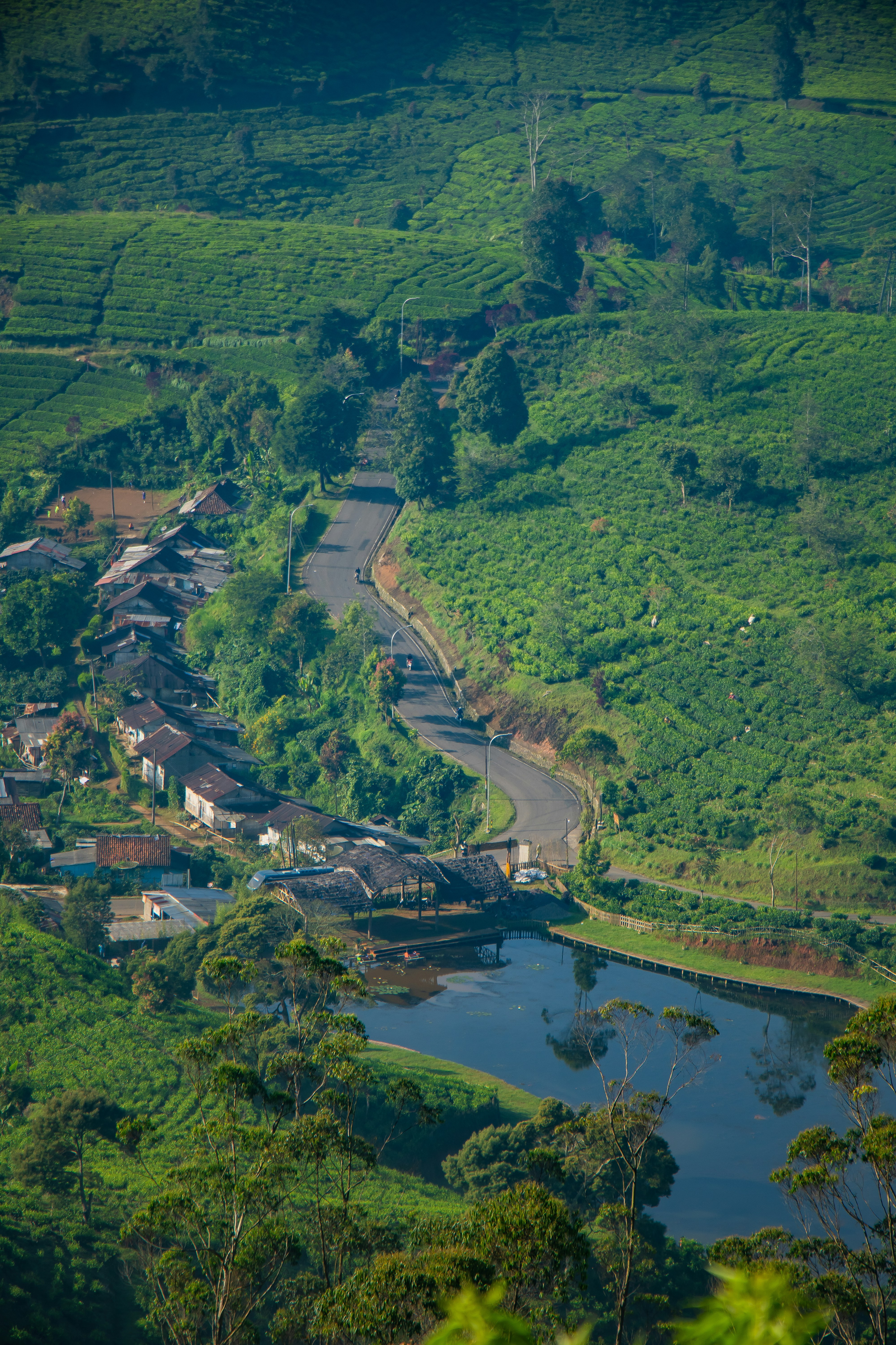 Terraced Green Veil Over a Winding Village Road