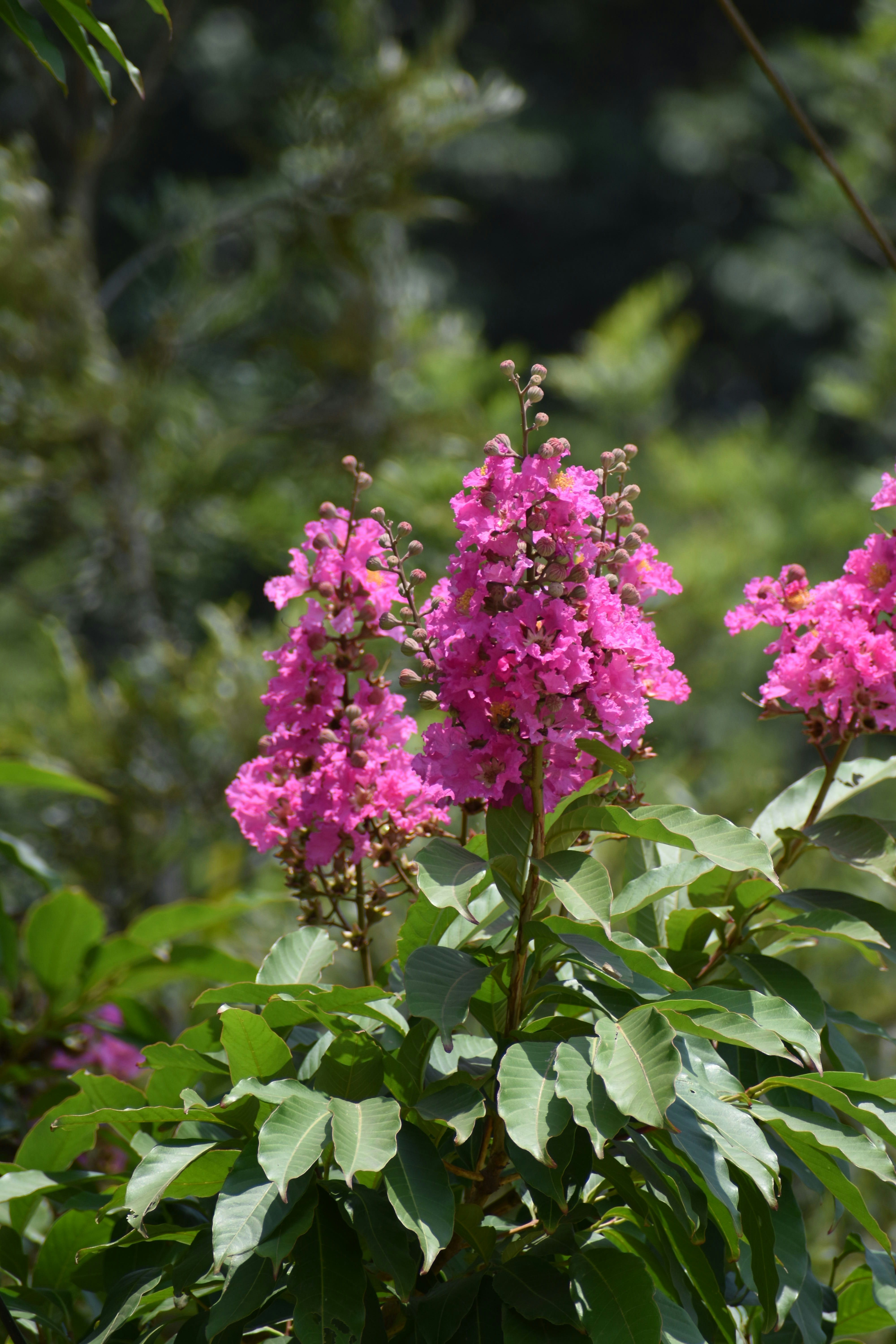 Bright Magenta Crests Against Green Backdrop