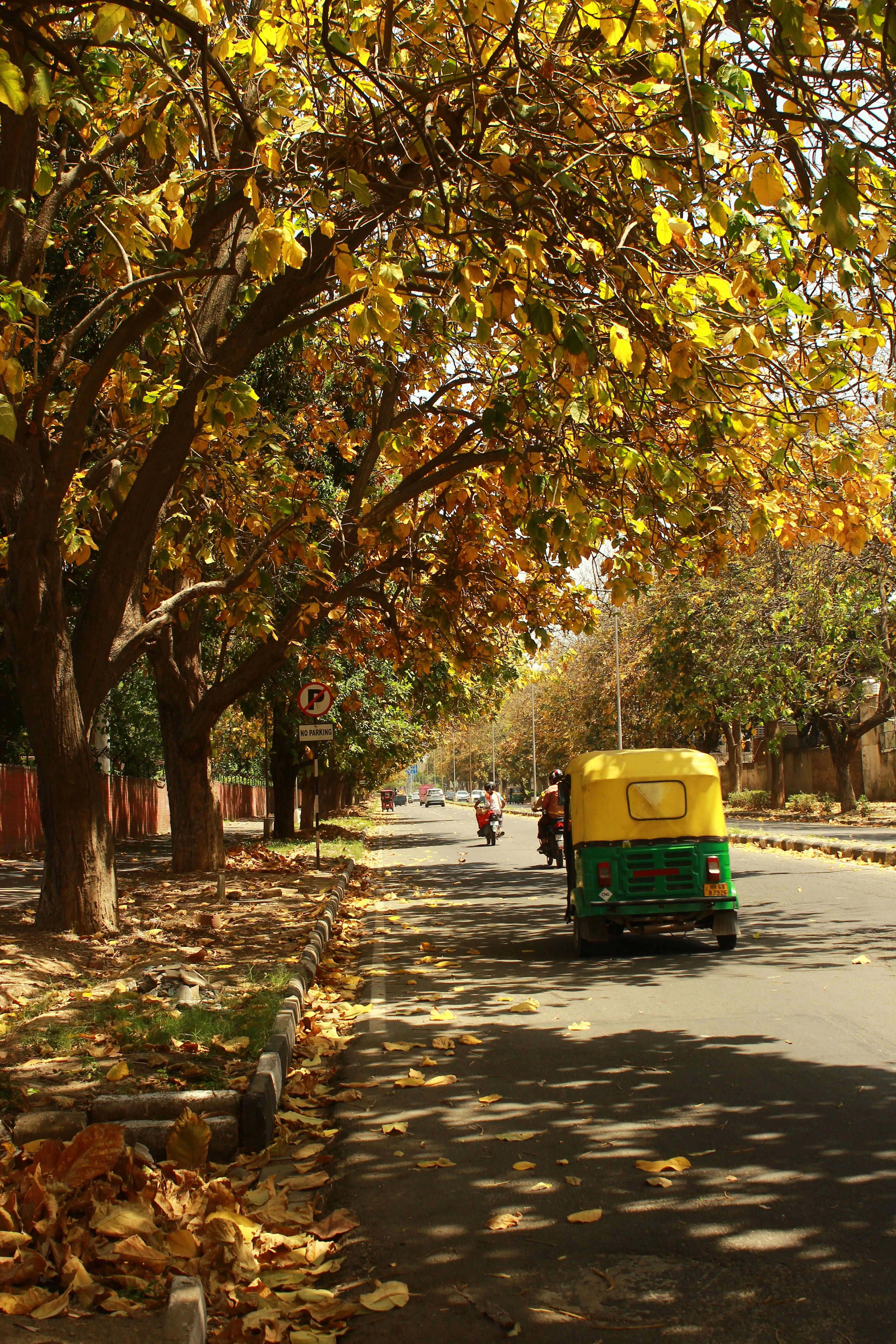 Autumn leaves cloak a sunlit street as a green-yellow auto rickshaw rolls toward the camera, with a tree-lined sidewalk and scattered foliage along the curb.