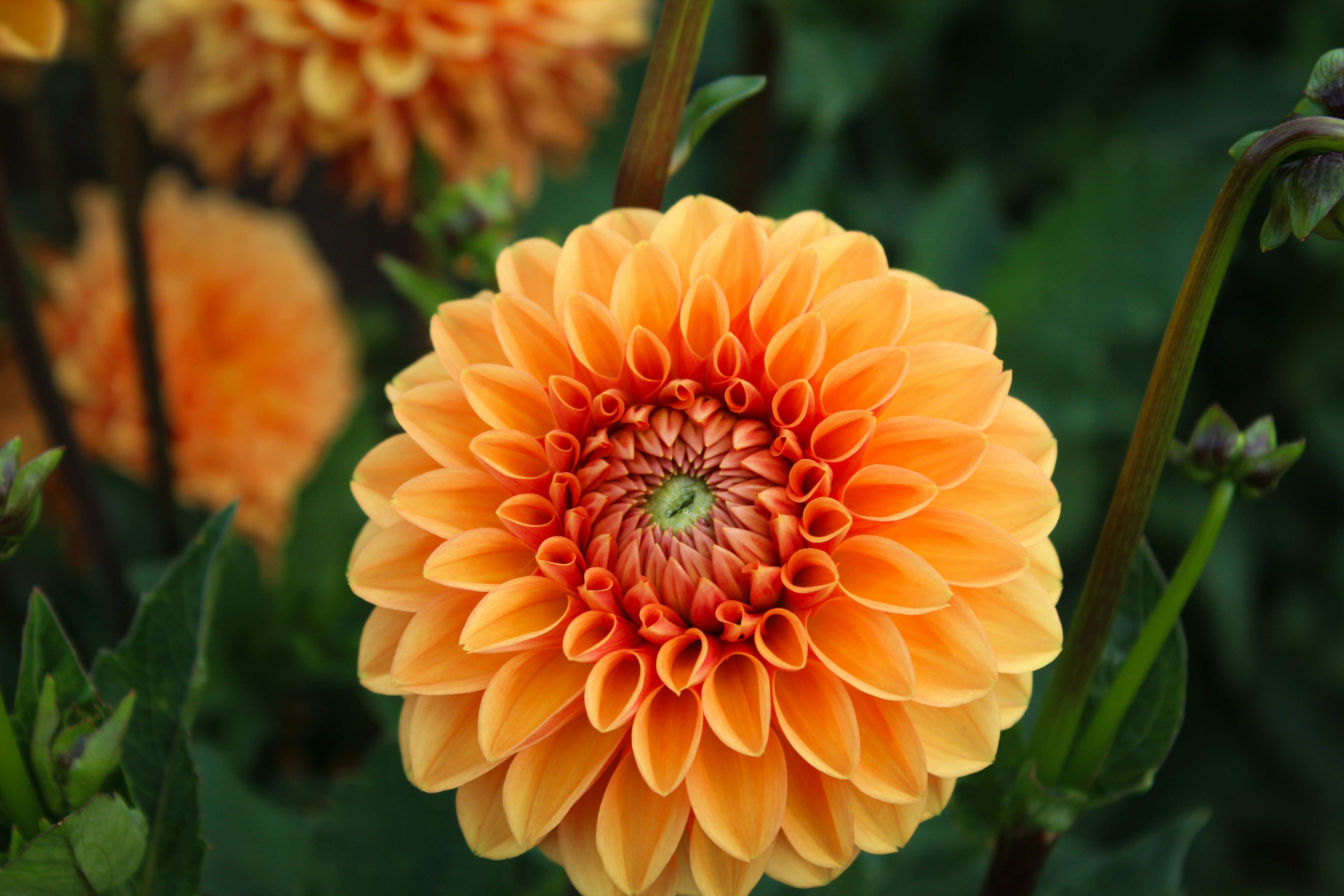 A vibrant orange dahlia stands crisp against a blurred green backdrop, showcasing petal symmetry and color depth.