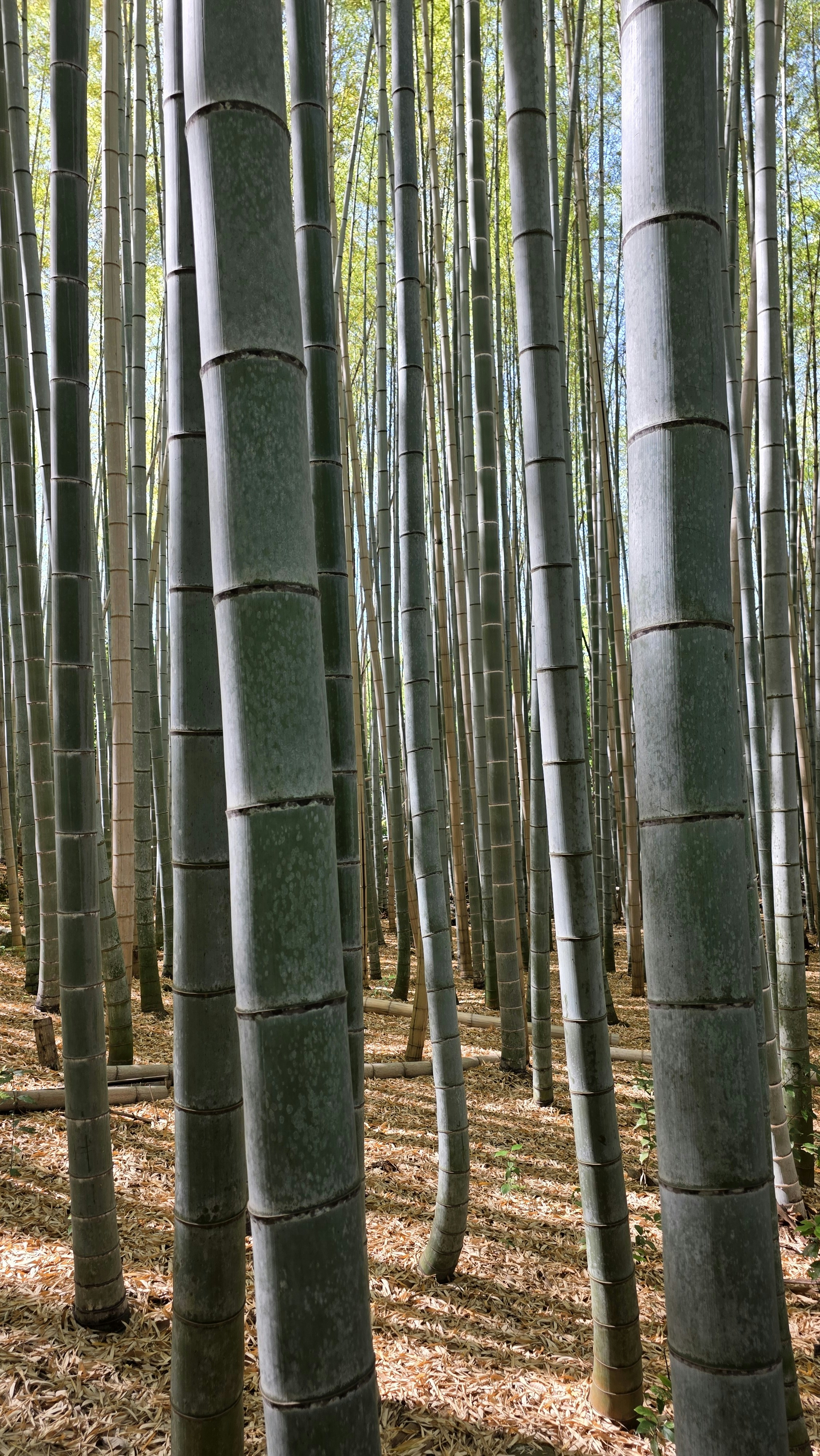 Forest of Steel: A Bamboo Grove Seen in Quiet Perspective