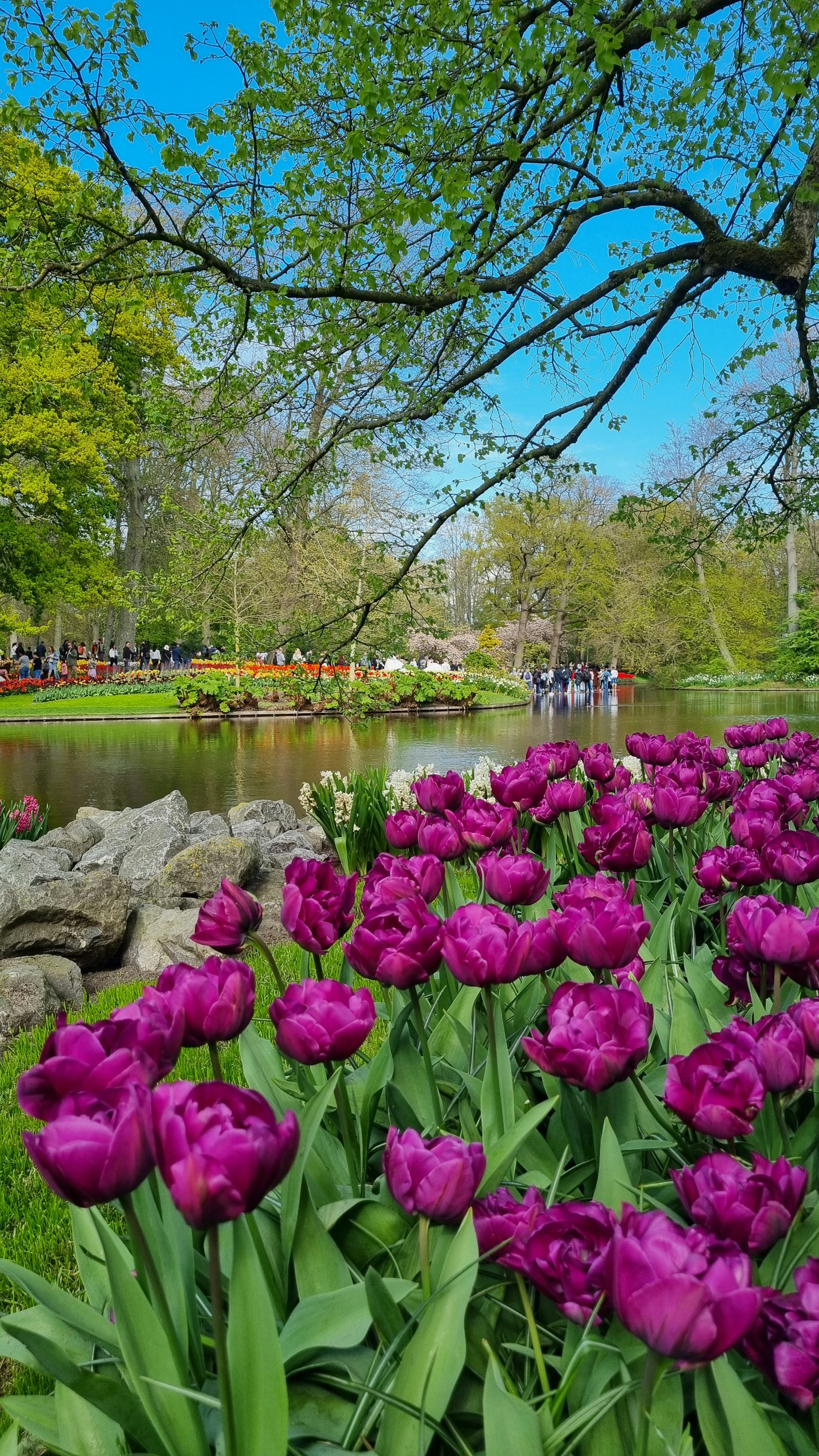Vivid purple tulips in the foreground with a tranquil lake and people strolling in a lush park under a bright blue sky.