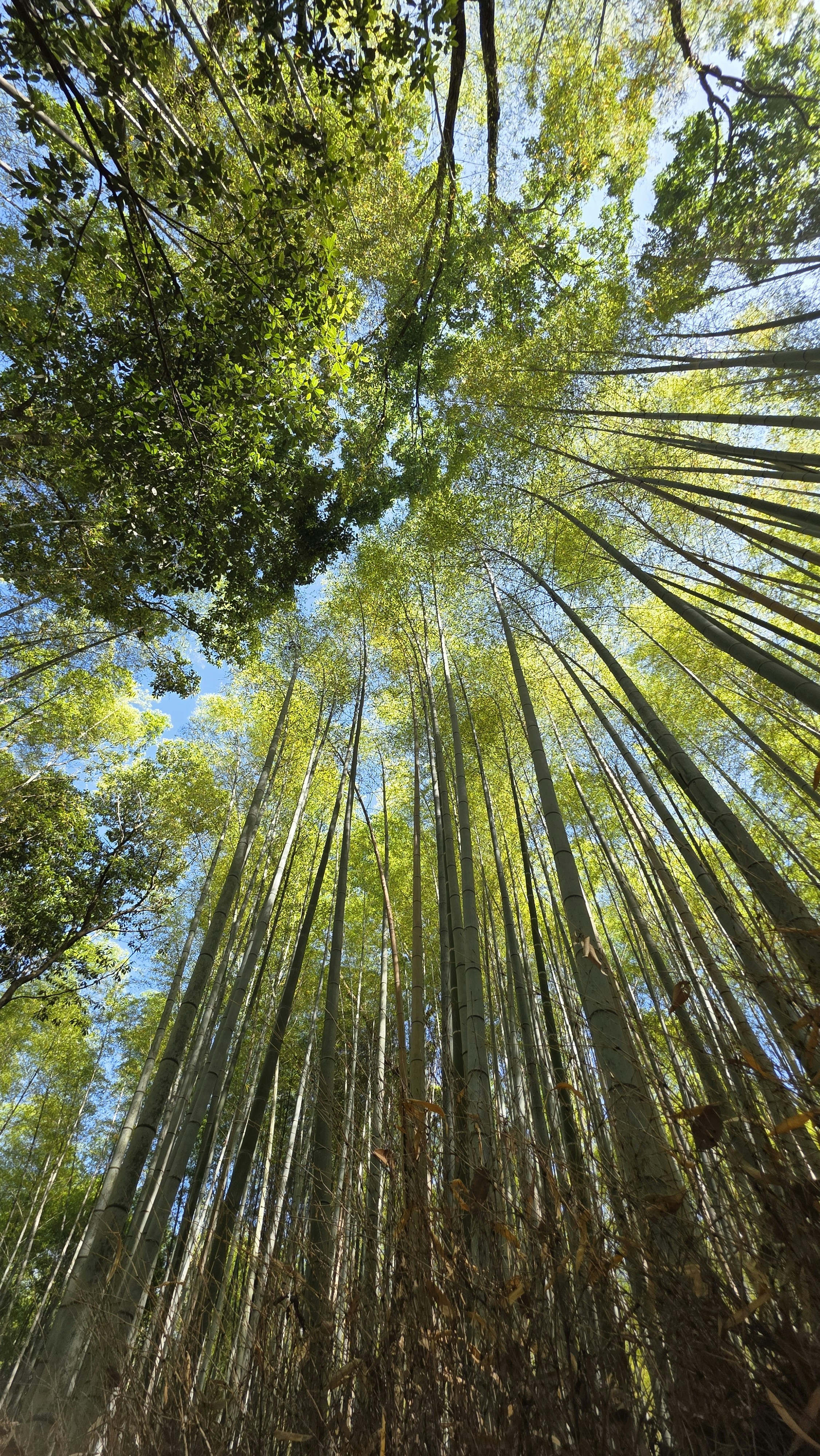 Skyward Grove: Bamboo Forest Spirals Toward the Sun