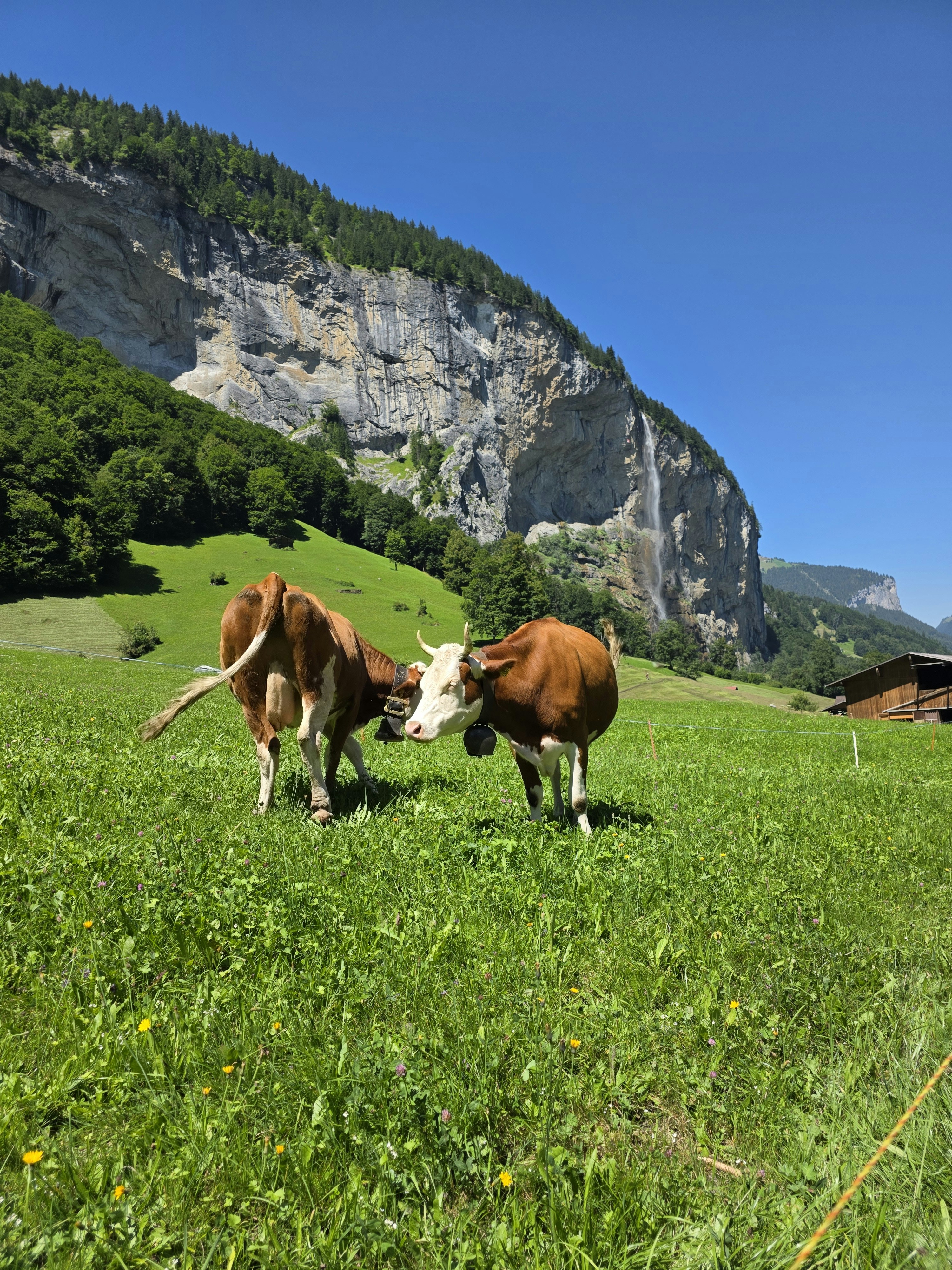 Pasture Portrait: Cattle Beneath a Cliffed Panorama