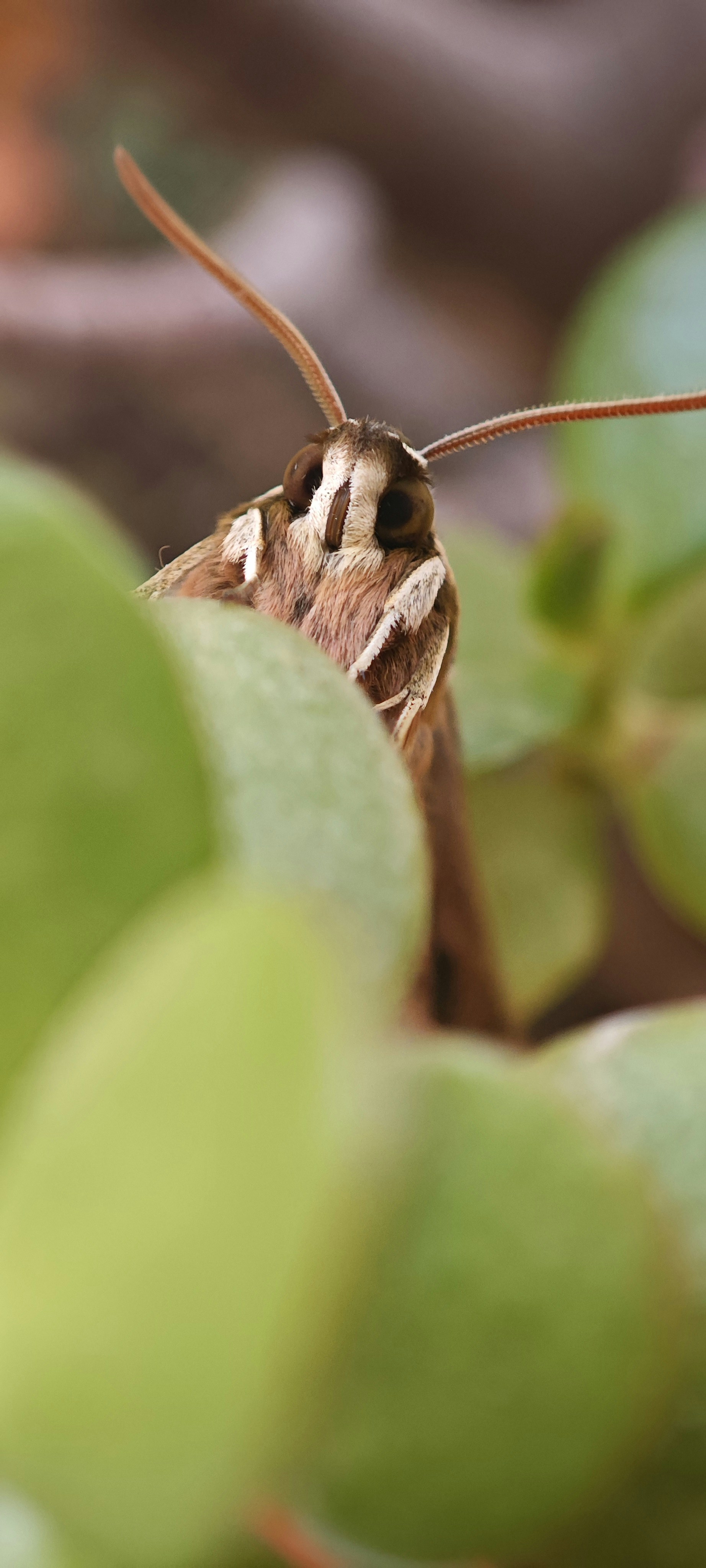 Macro Moment: Close-Up of a Moth’s Intense Gaze Between Leaves